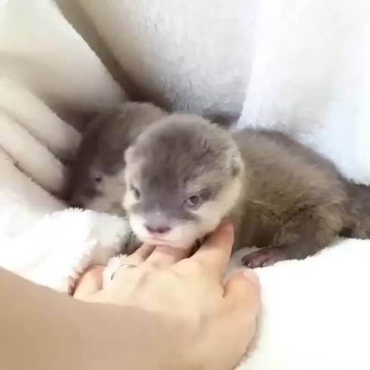 A pair of adorable fuzzy otters | Scrolller