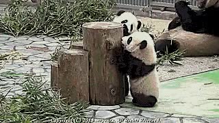 A panda and his log. | Scrolller