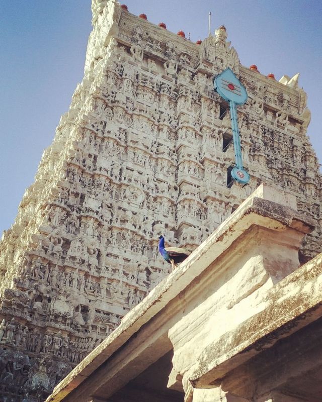 A Peahen Admiring Ancient Hindu Temple | Scrolller