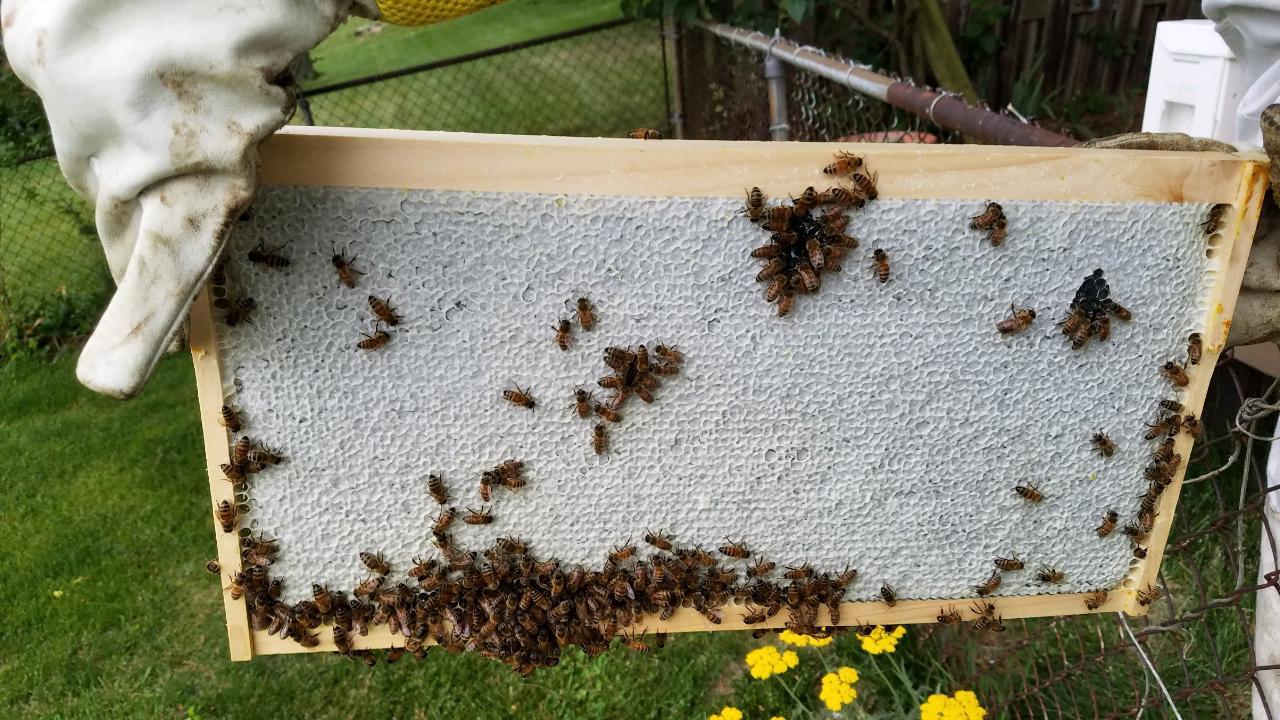 A perfect frame of honey. | Scrolller