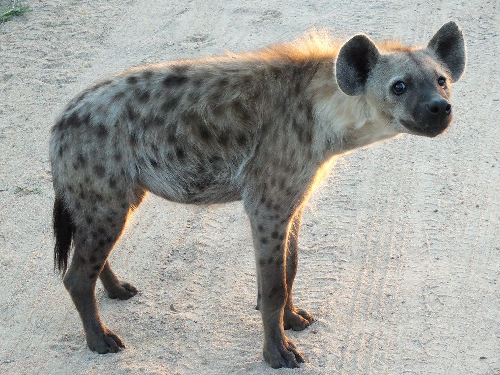 A perfect spotted hyena from Kruger Park | Scrolller