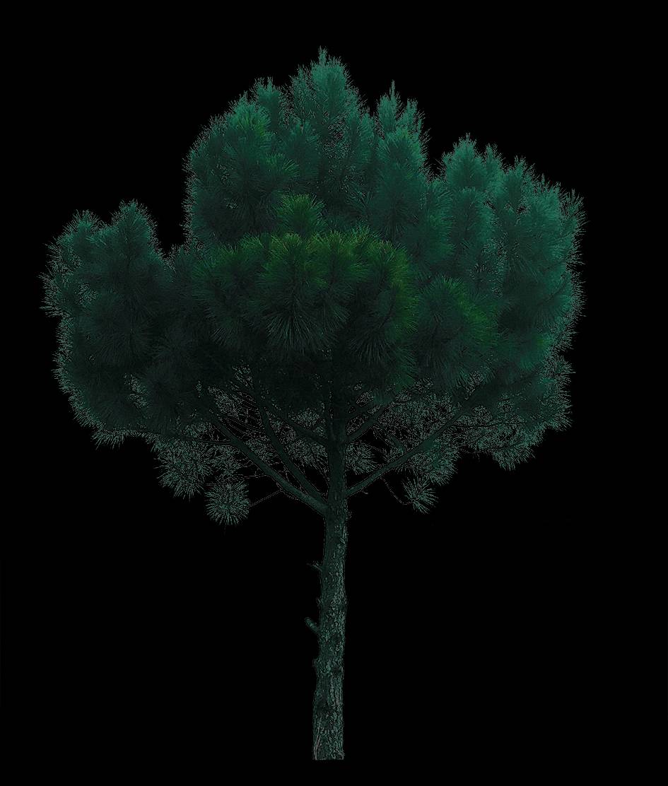 A pine tree | Scrolller