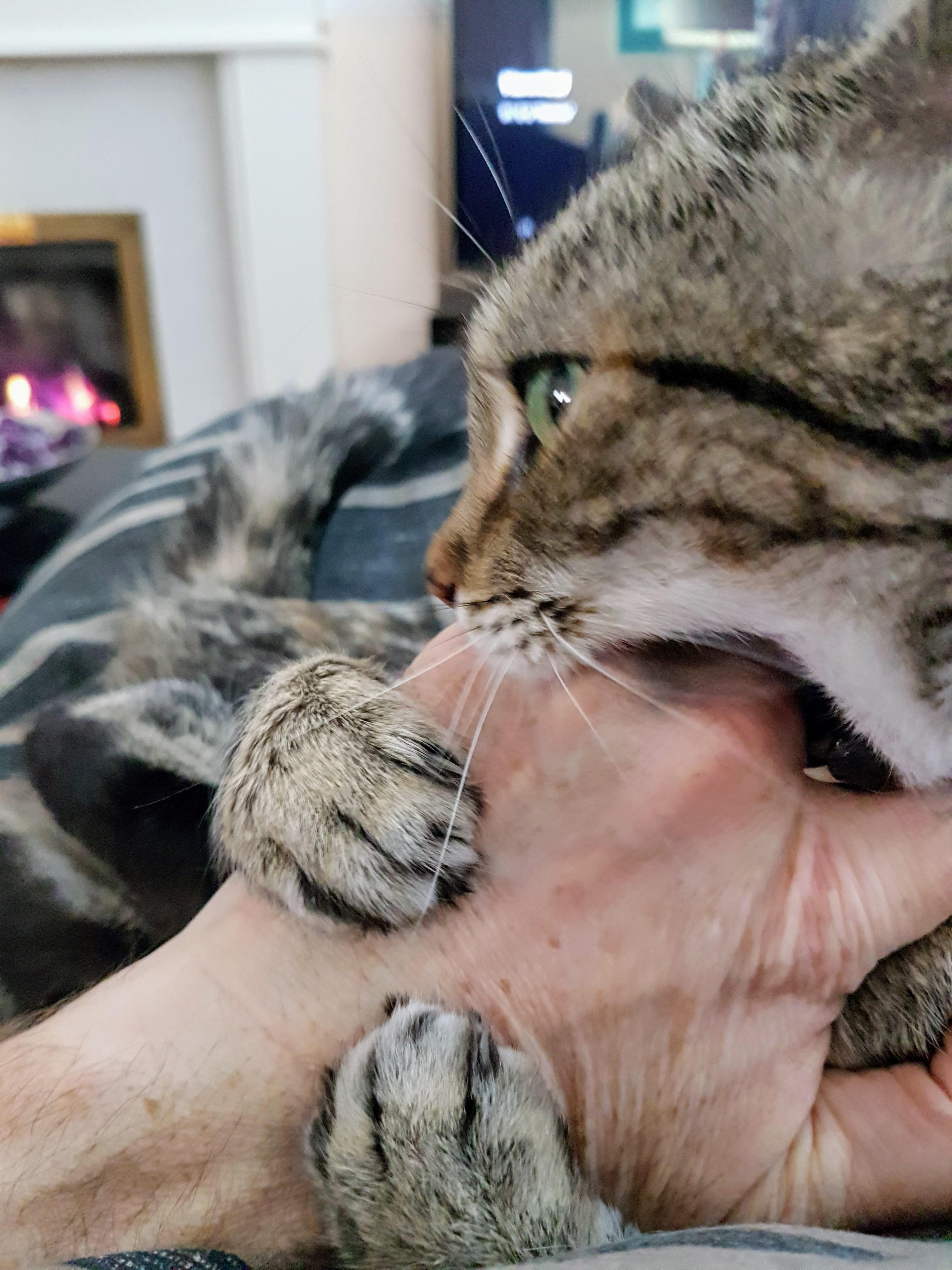 A playful bite!! | Scrolller