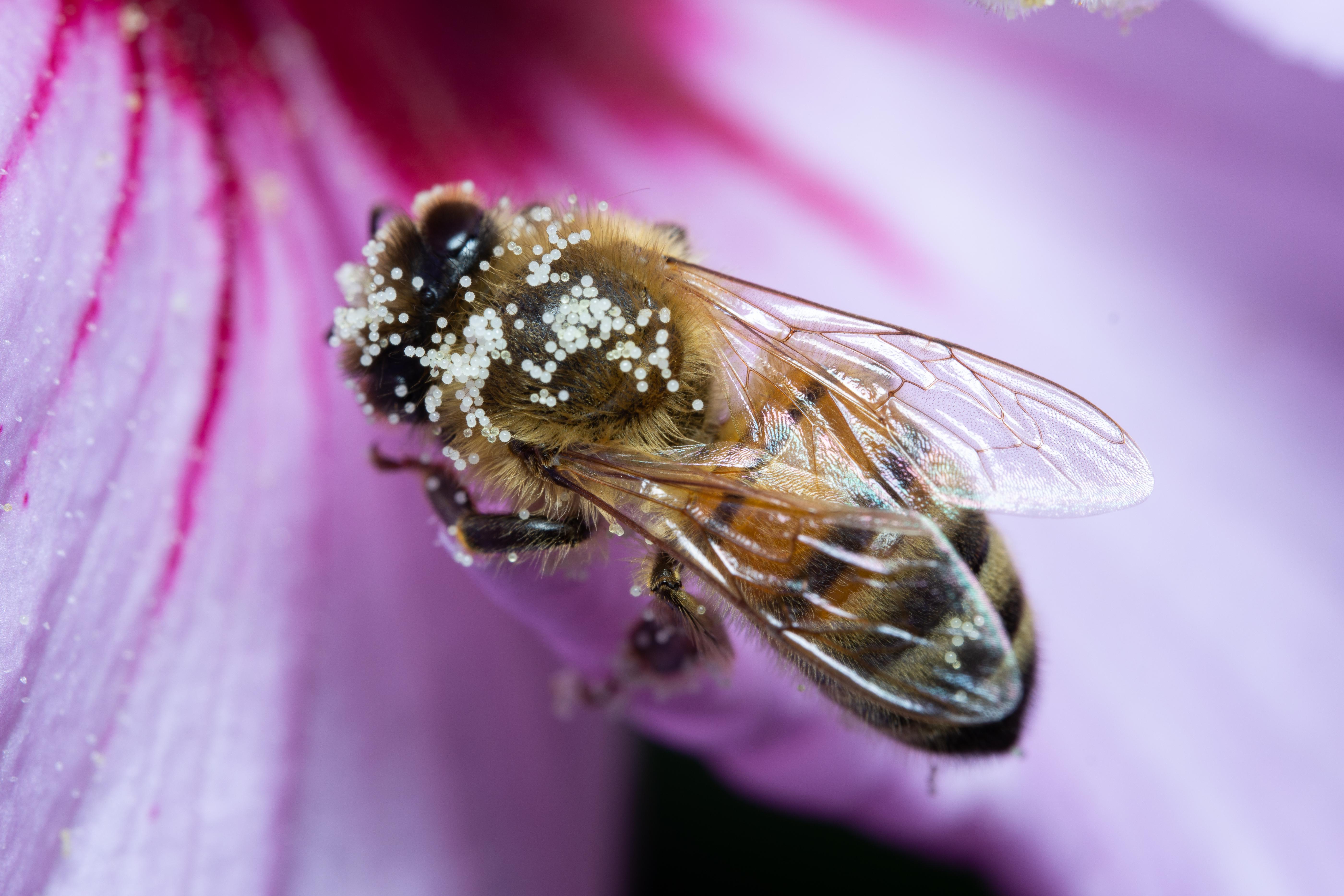A pollen covered Honeybee [OC] | Scrolller