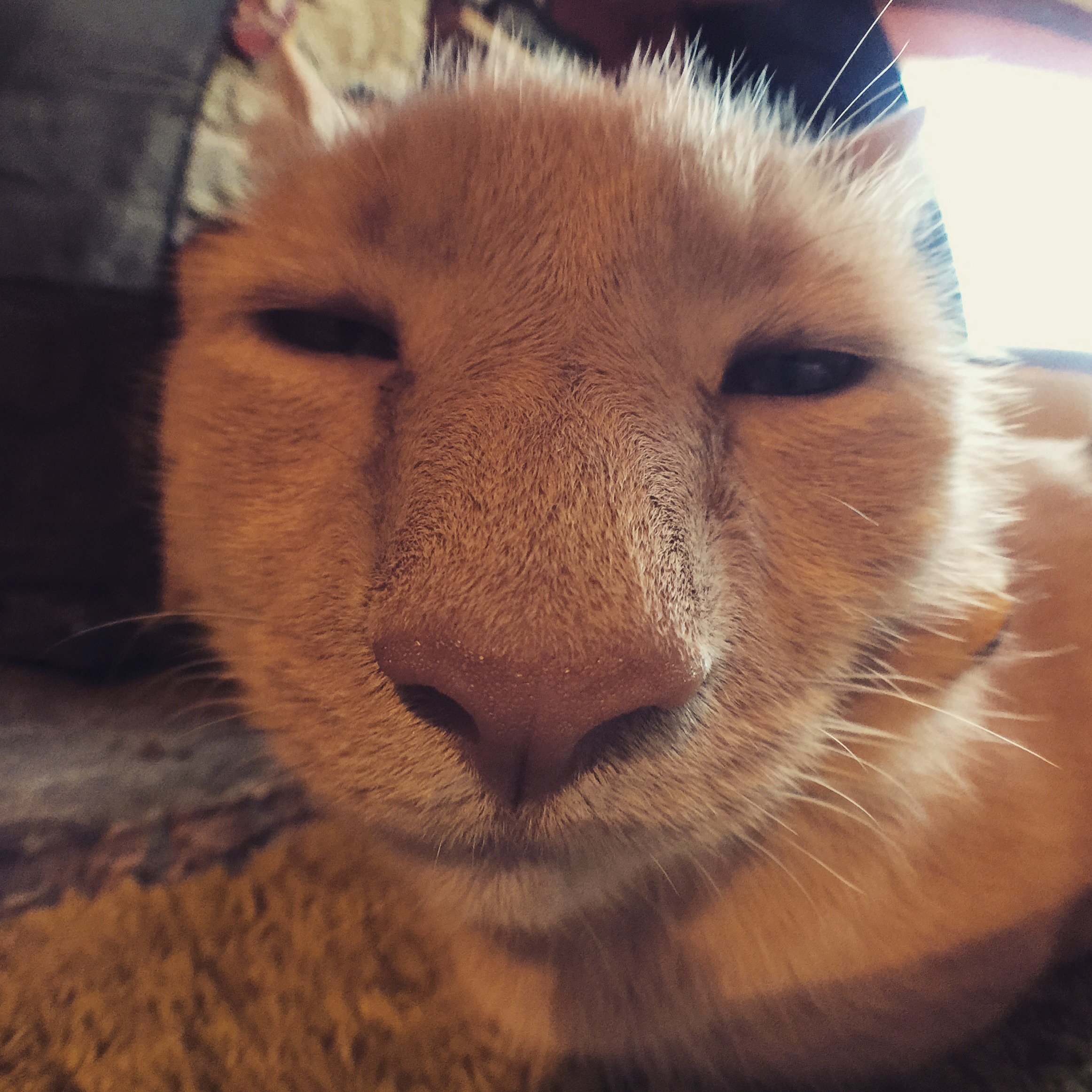 A Pre-booped Snoot | Scrolller