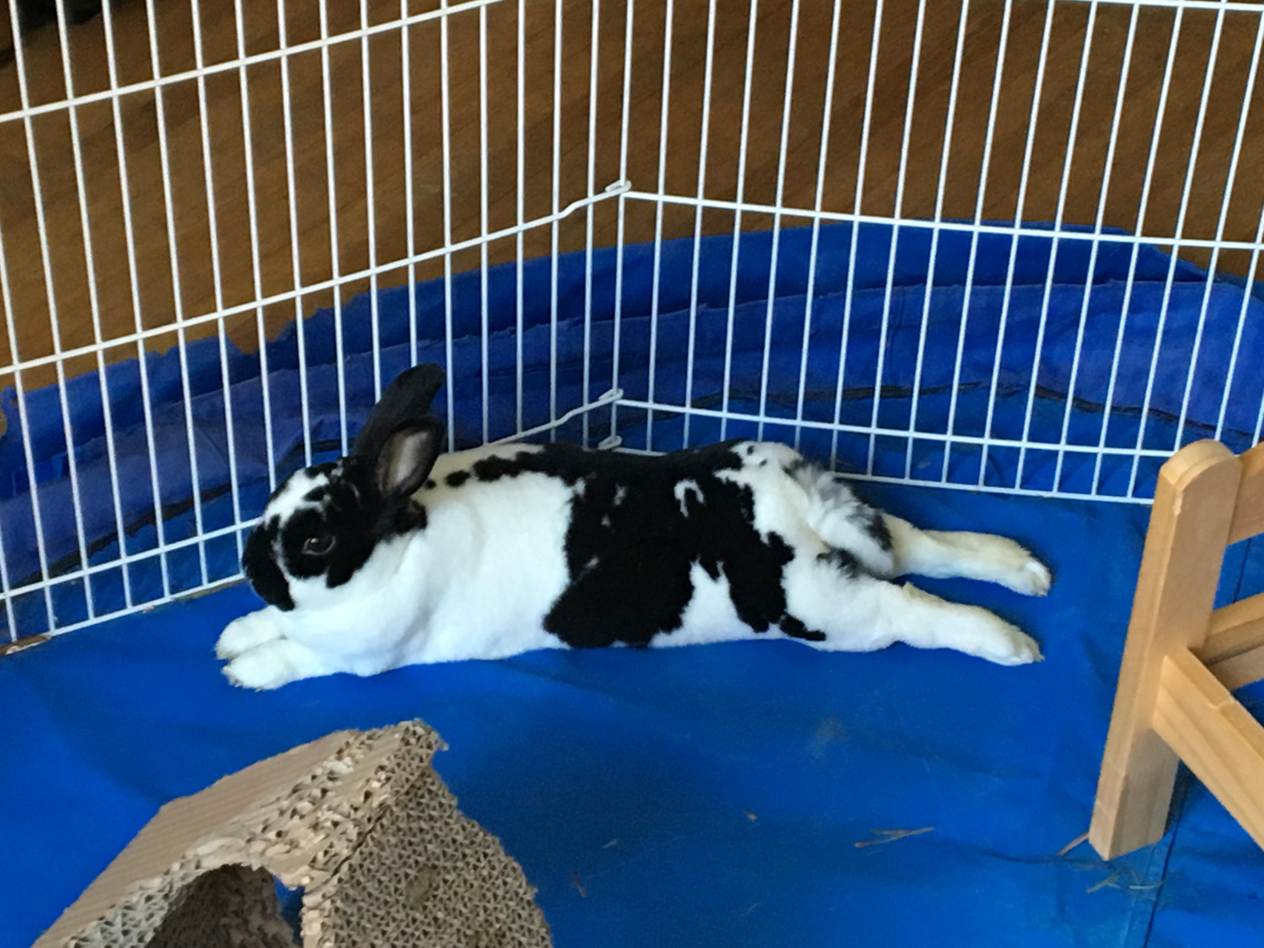 A rabbit named Chicken caught in a sploot | Scrolller