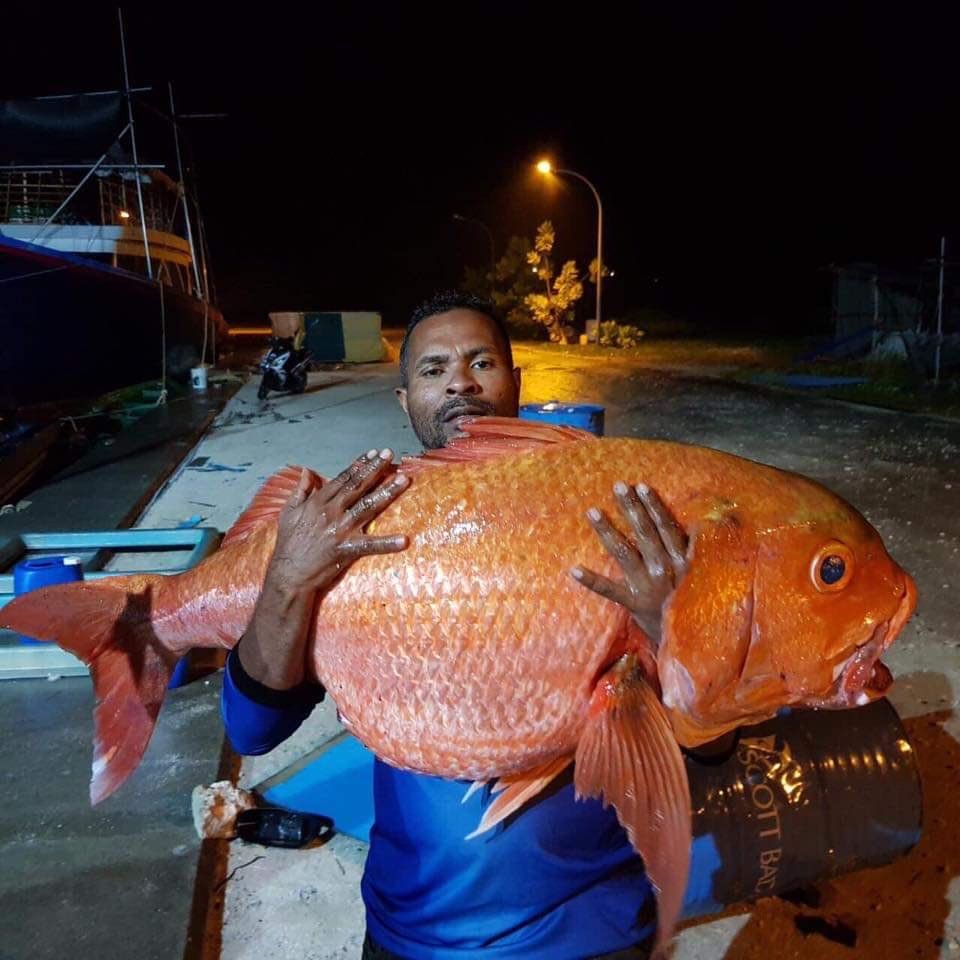 A rare catch 30Kg + Giant Ruby snapper caught by a Maldivian fishermen. | Scrolller