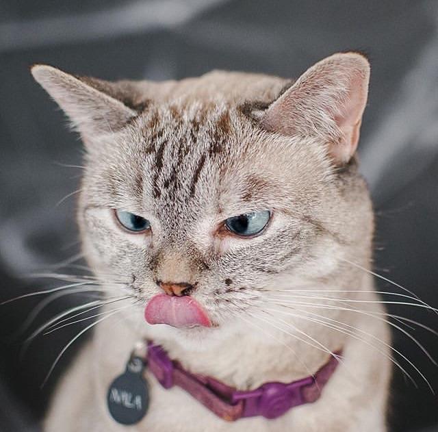 A rare mlem | Scrolller