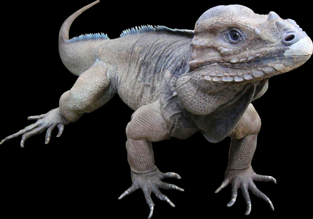 A rare Rhinoceros Iguana | Scrolller