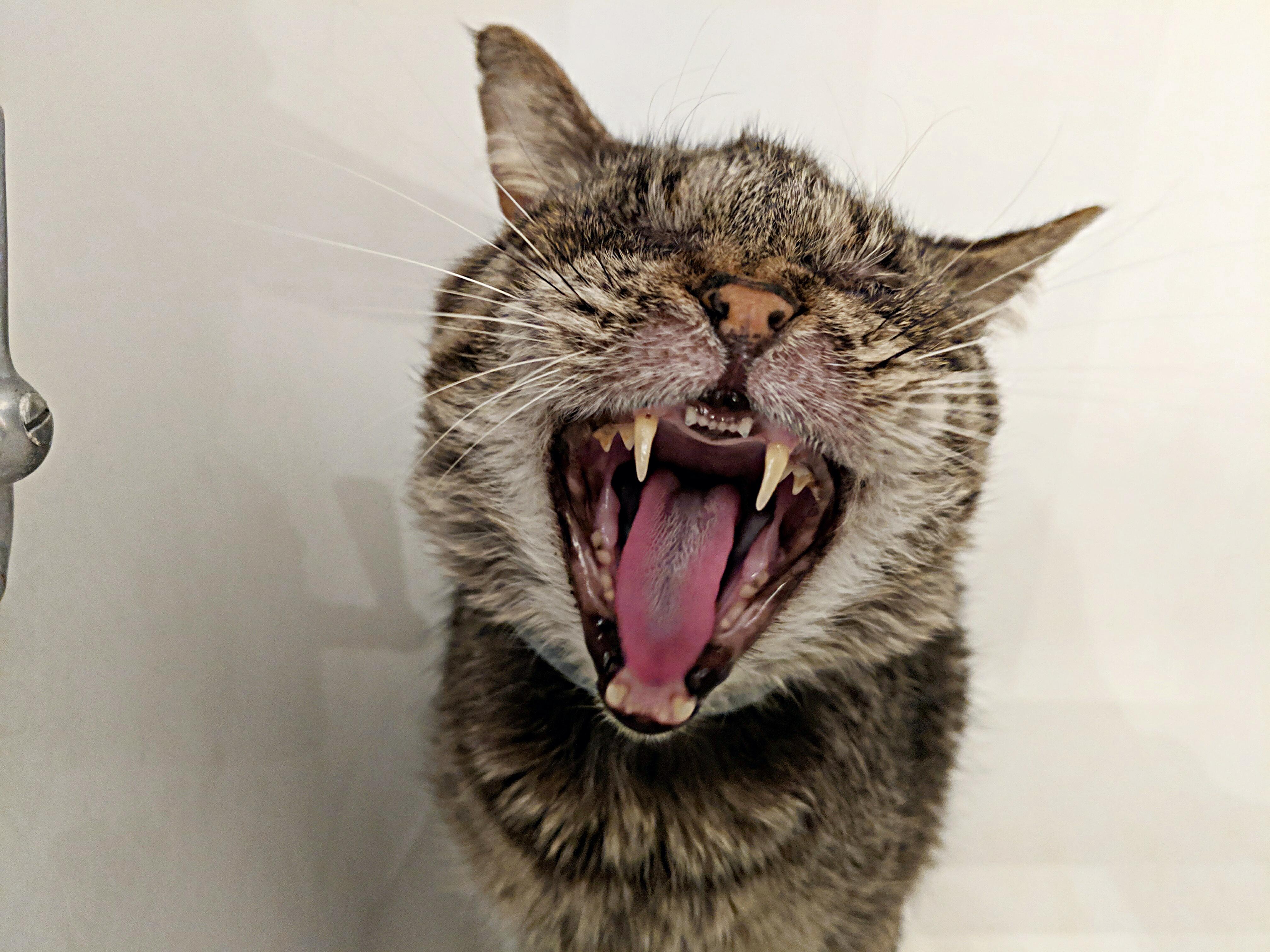 A real diva | Scrolller