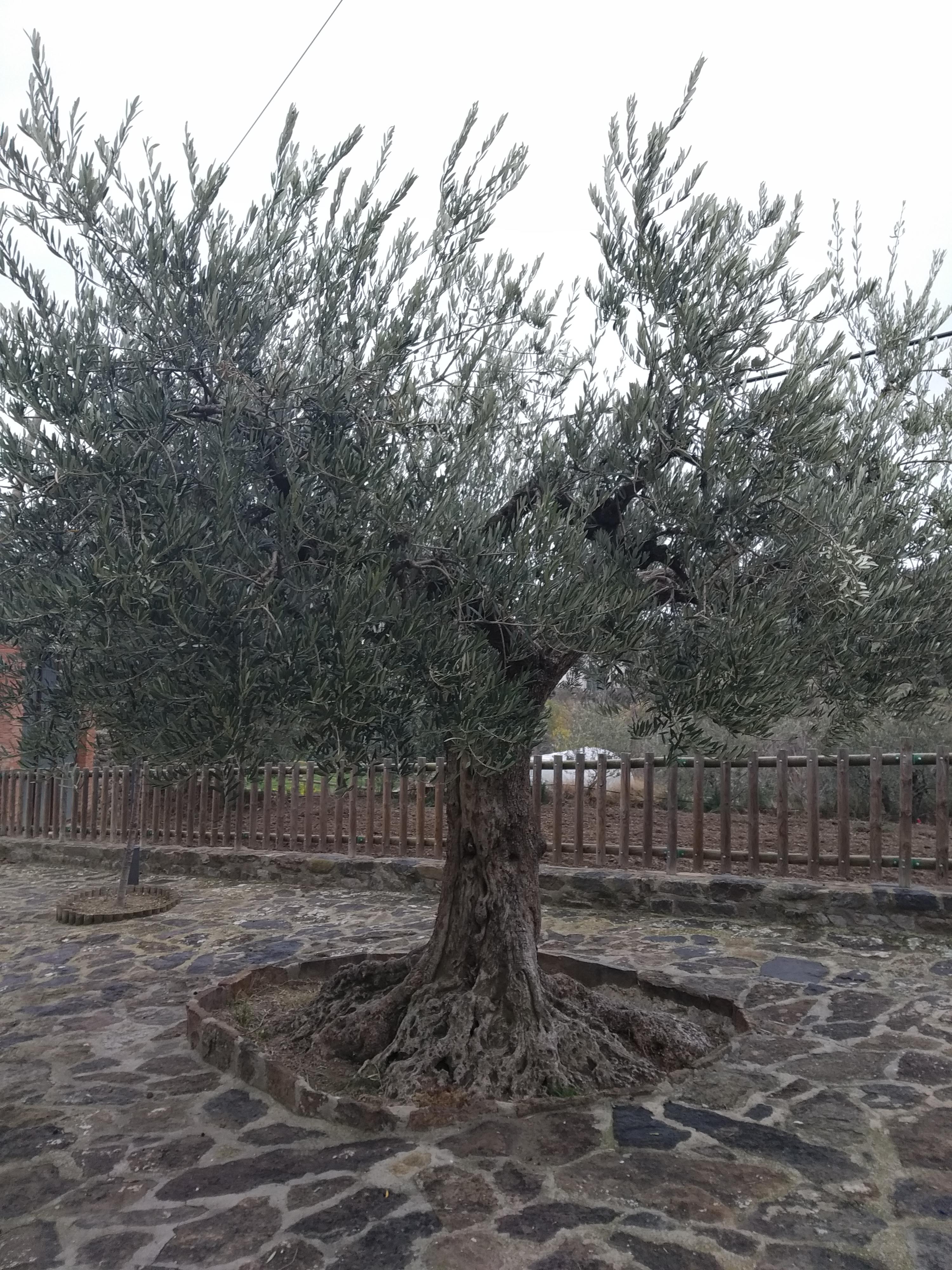 A really old olive tree. | Scrolller