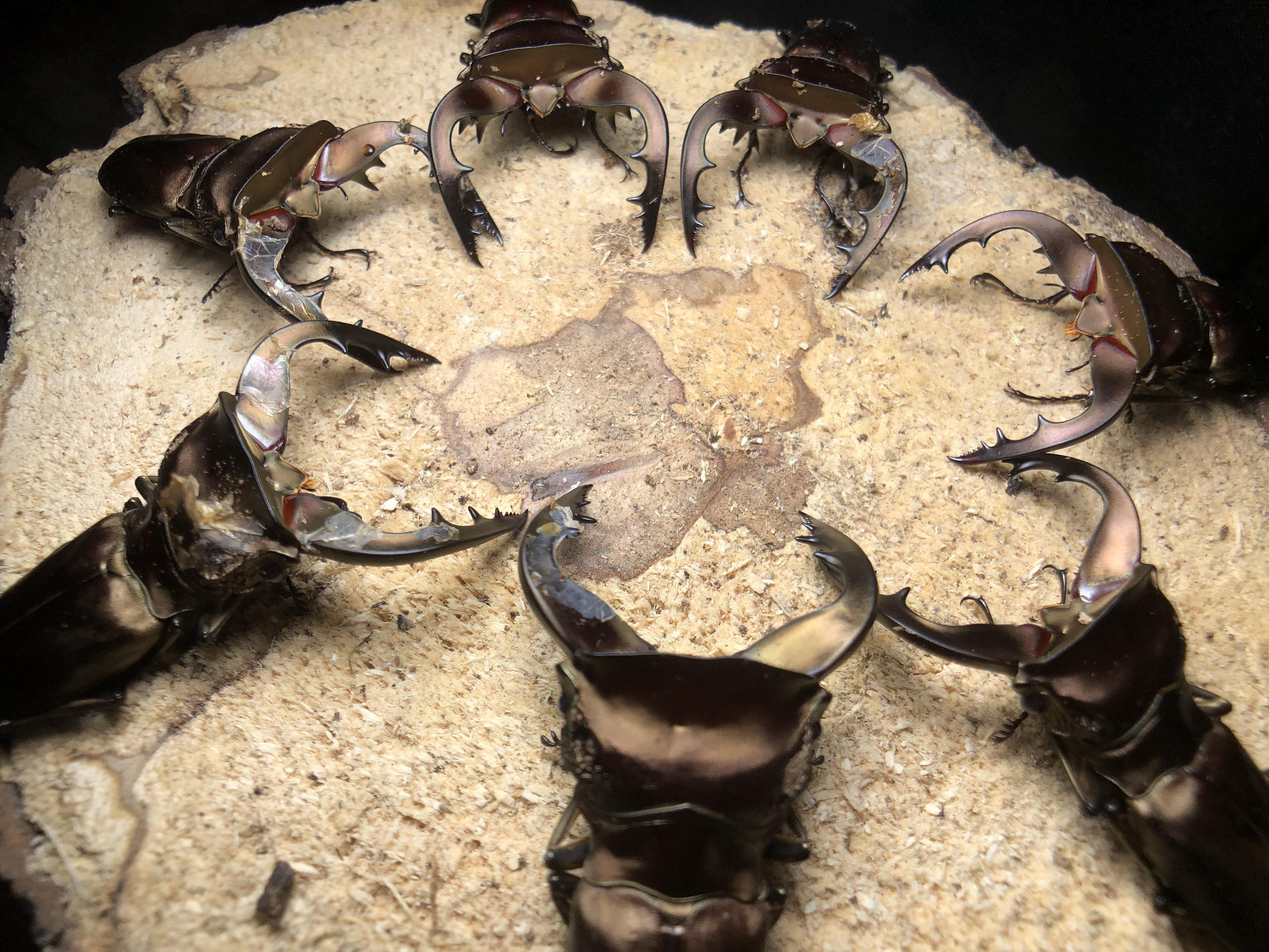 A ritual | Scrolller