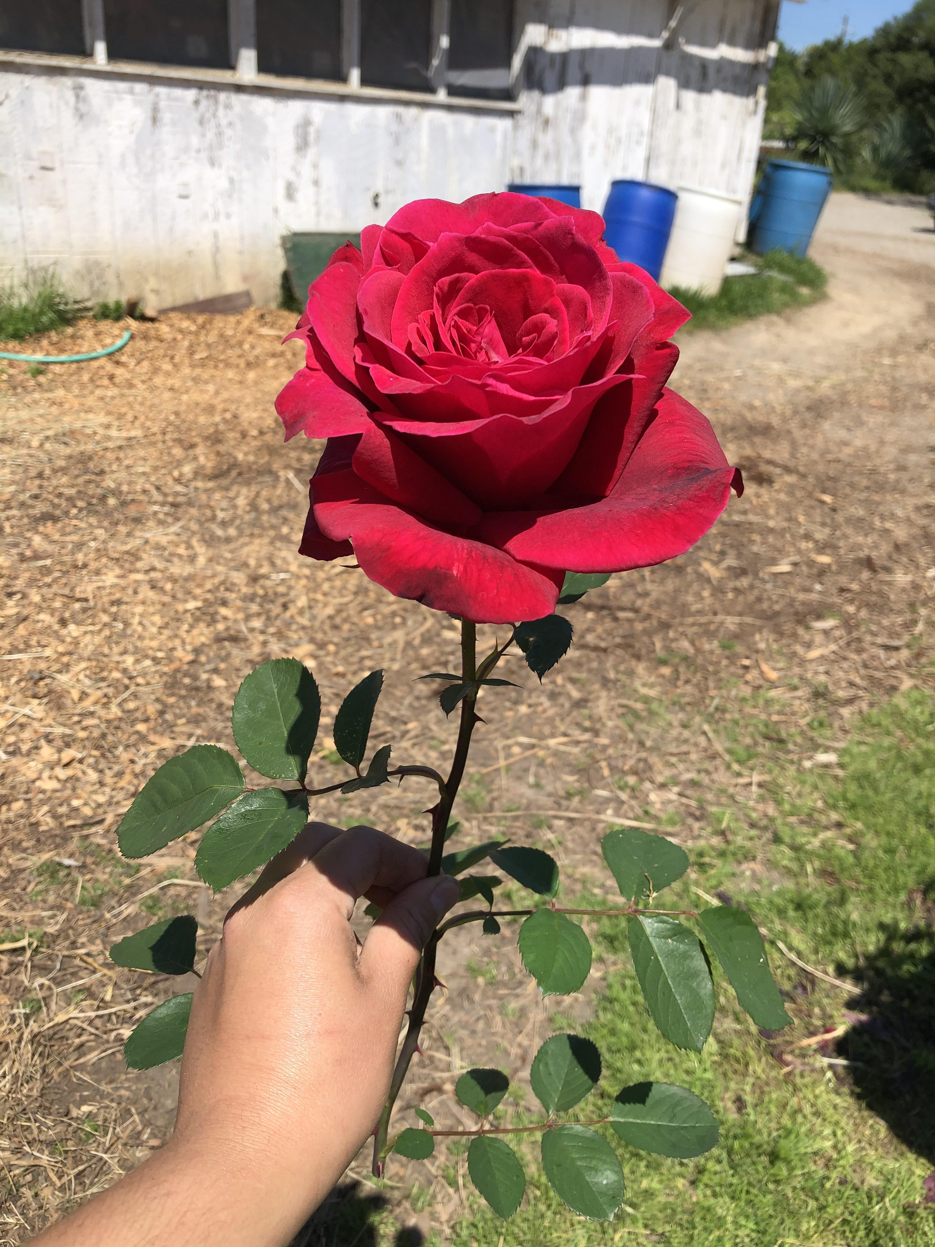A rose from my farm | Scrolller