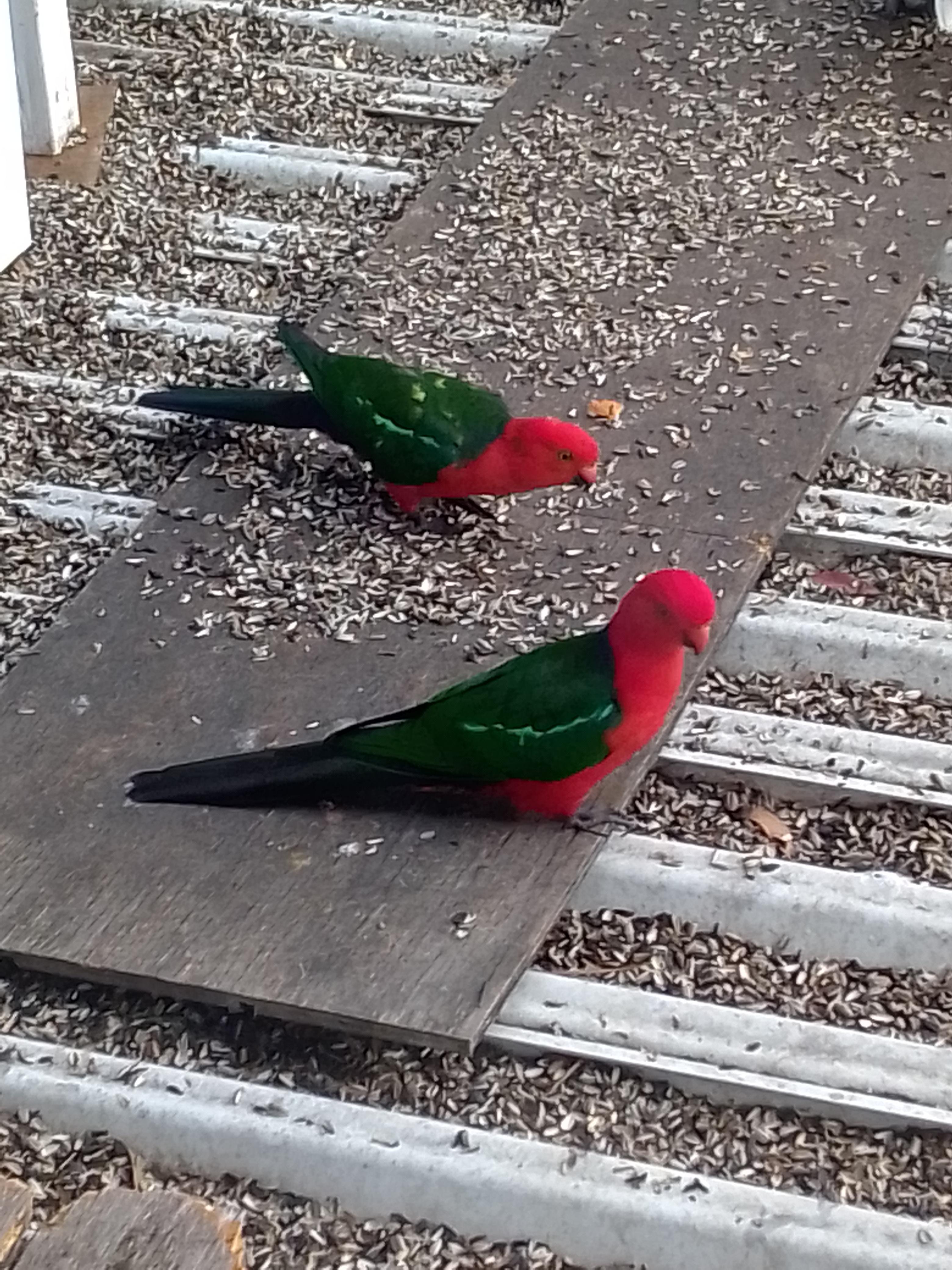 A Royal Visit (Australian King Parrots) | Scrolller