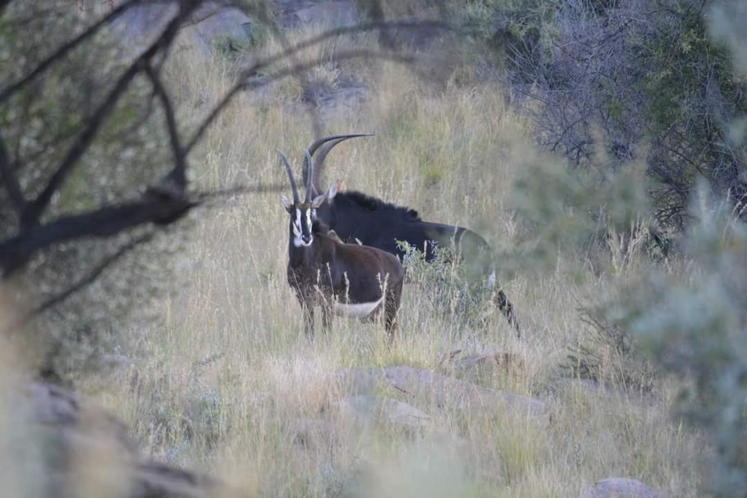 A sable pair. | Scrolller