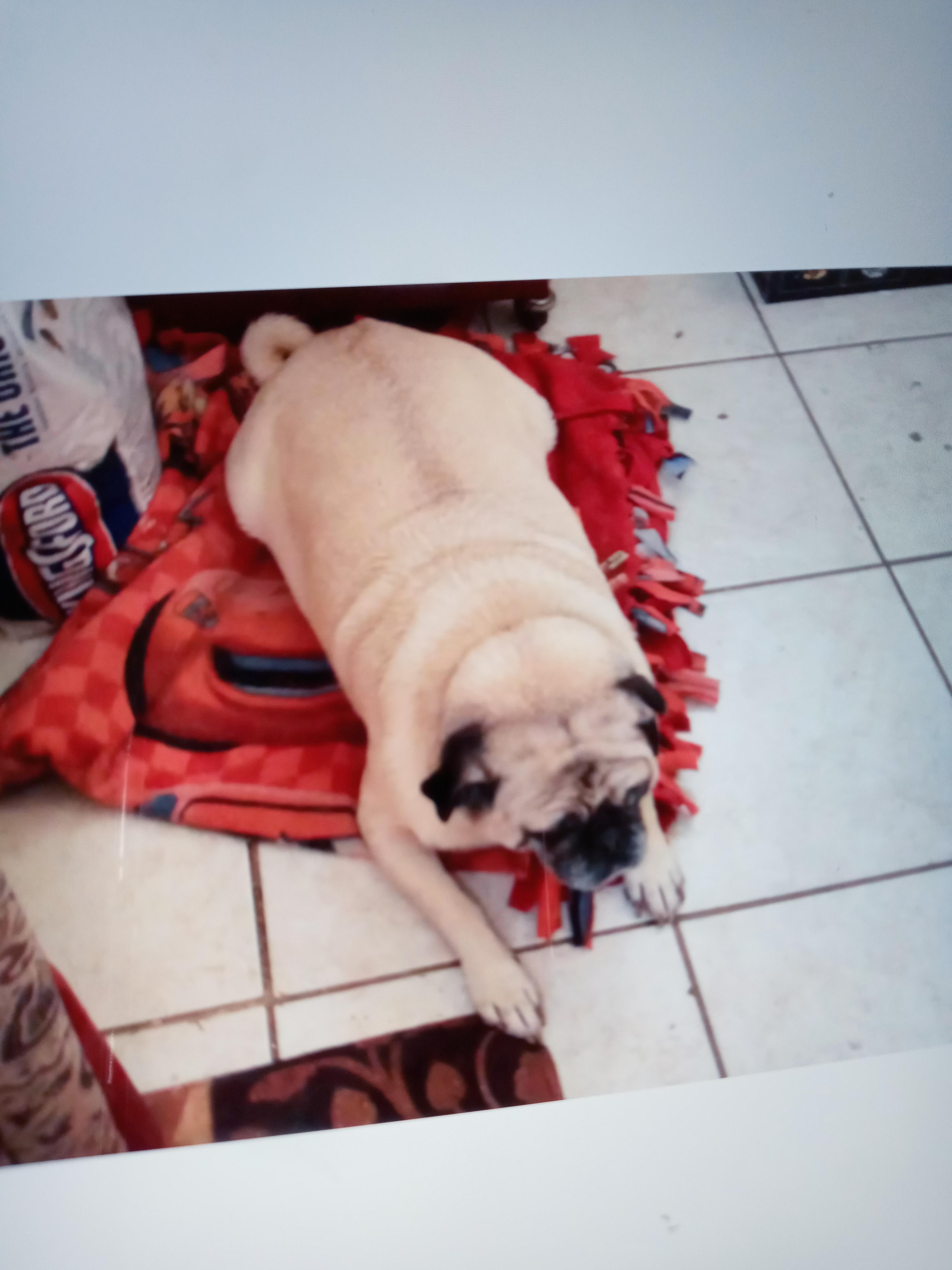 A sad pug ? | Scrolller