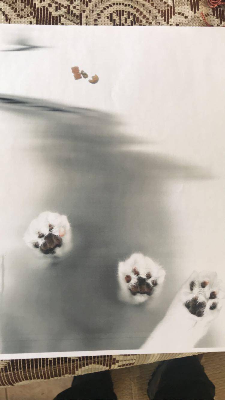 A scan of Snowy’s toe beans | Scrolller