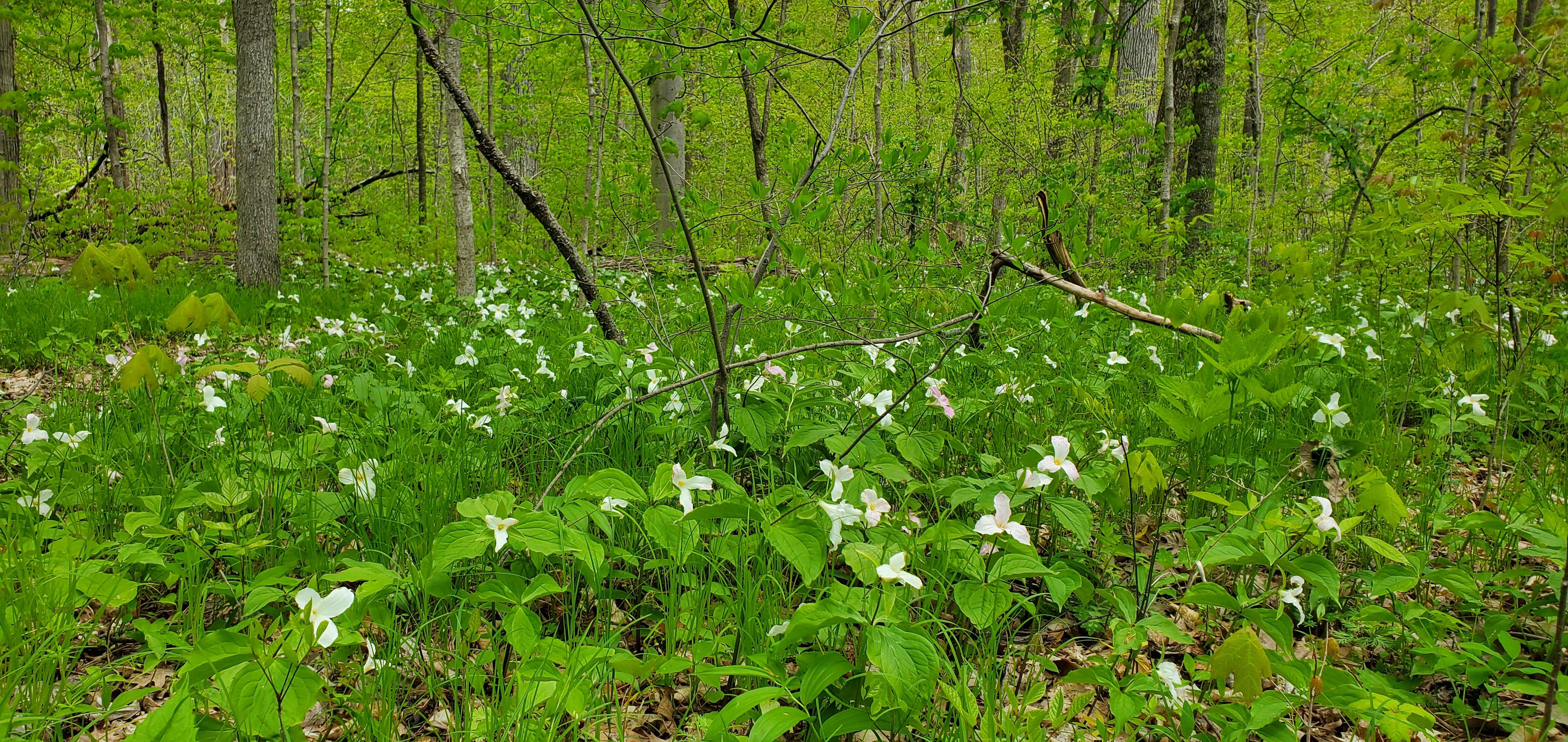 A sea a trillium | Scrolller