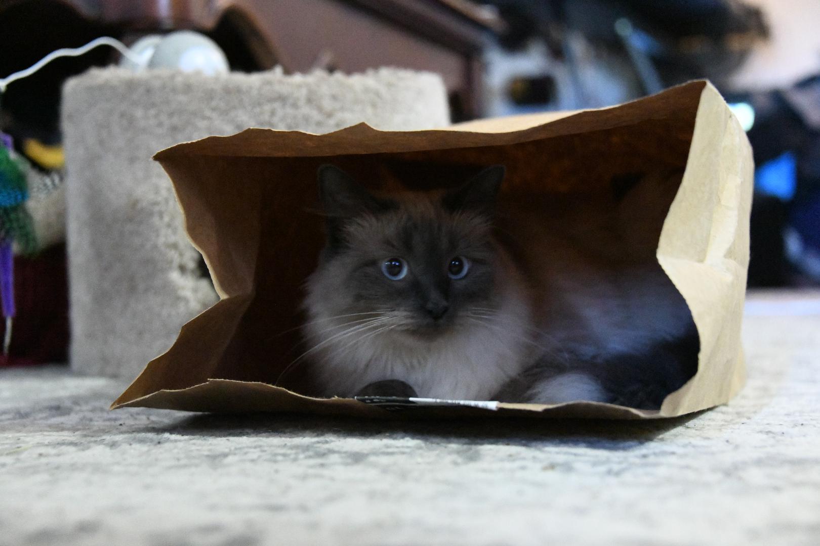 A simple trap and works with great success | Scrolller