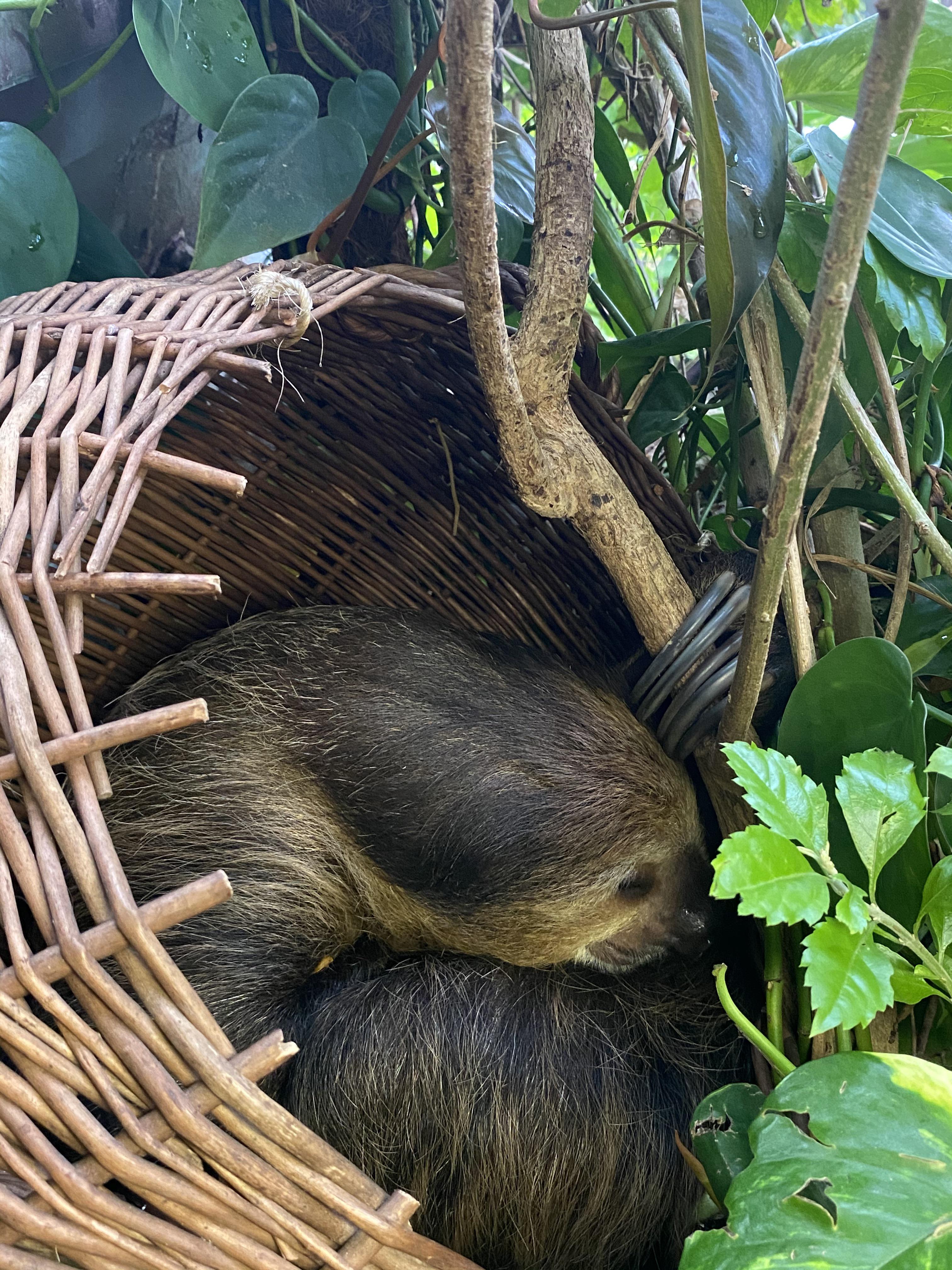 A sloth in a basket 🦥 🧺 | Scrolller