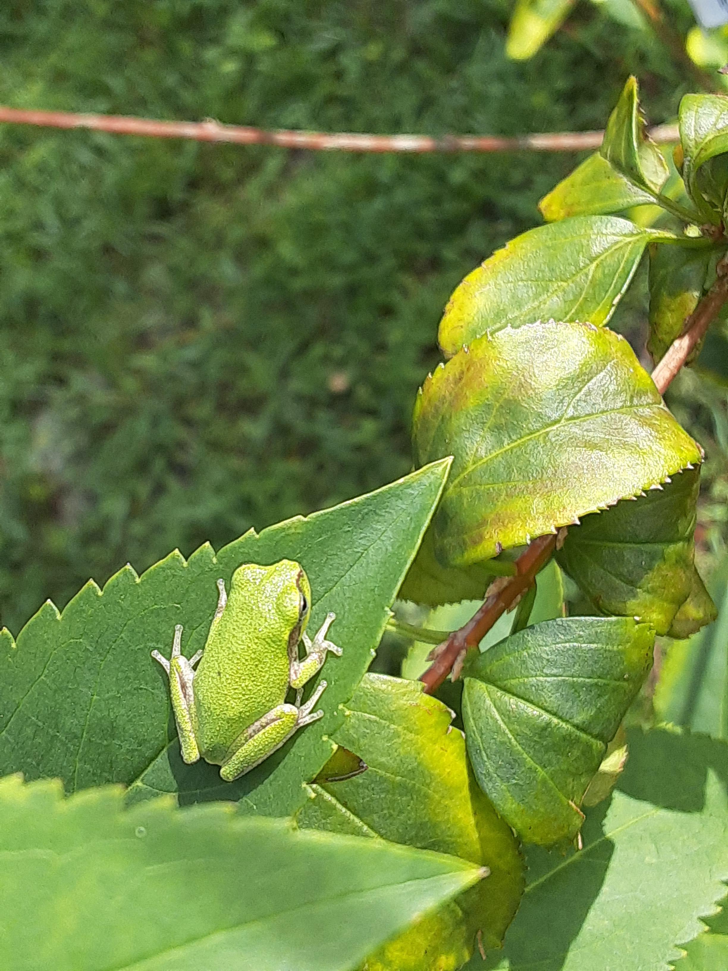 A small frog :) | Scrolller