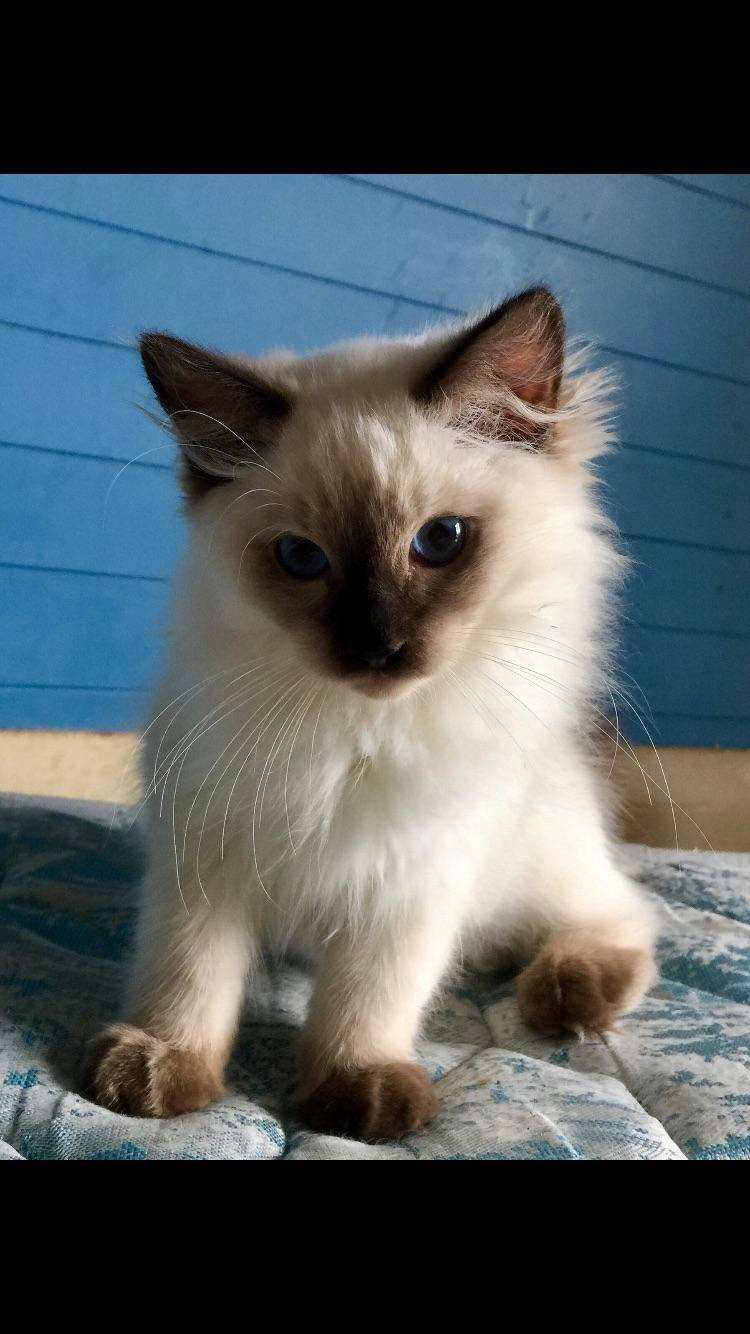 Discover more like Floof: A smol floof and Related Content | Scrolller