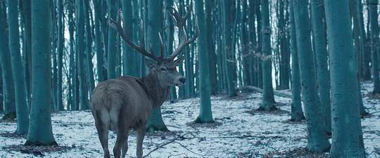 A Stag in a snowy forest | Scrolller
