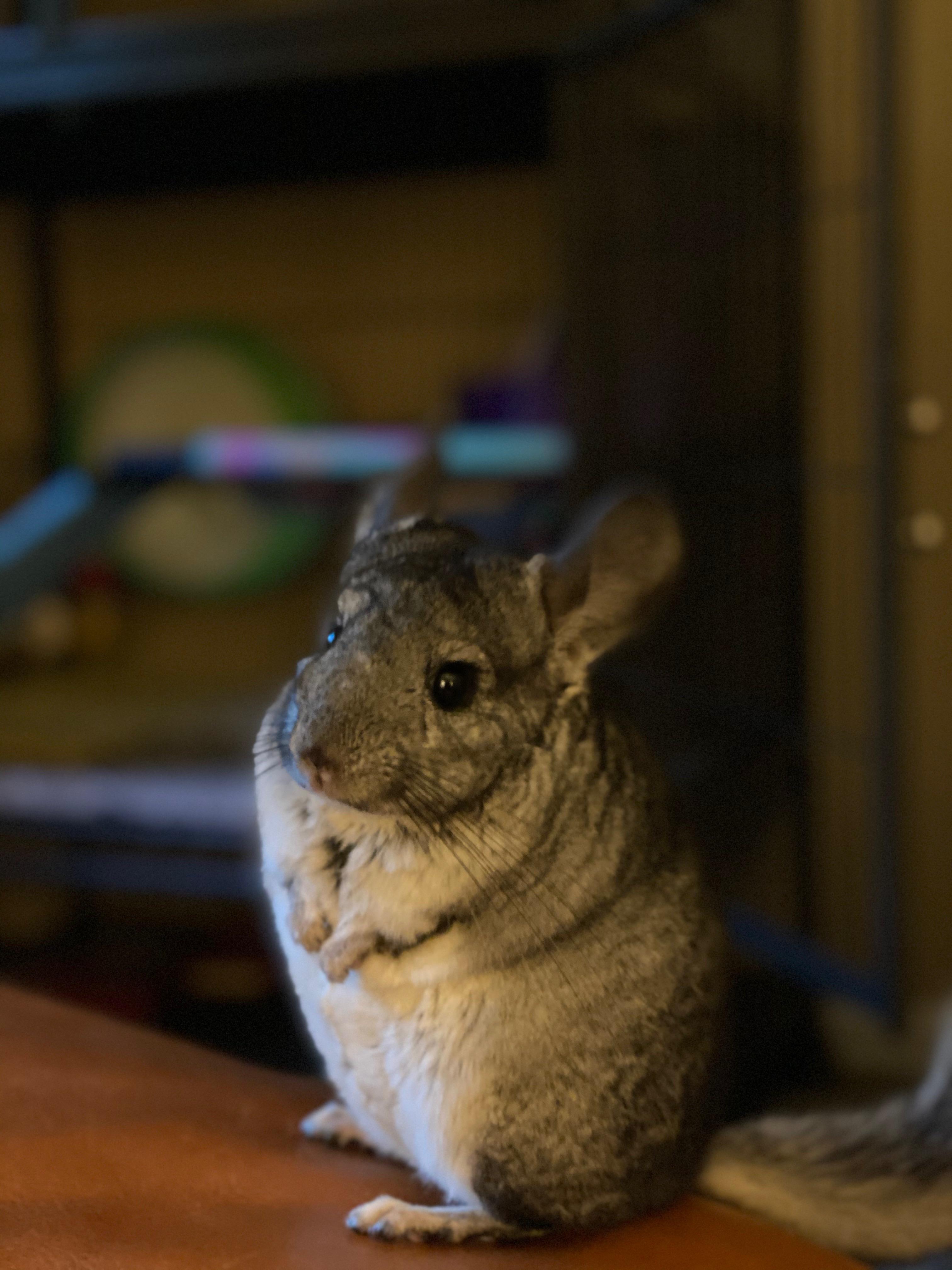 a star is born | Scrolller