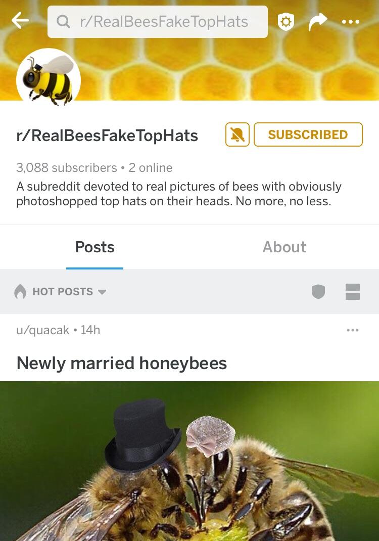 A subreddit devoted to pictures of real bees wearing fake top hats | Scrolller