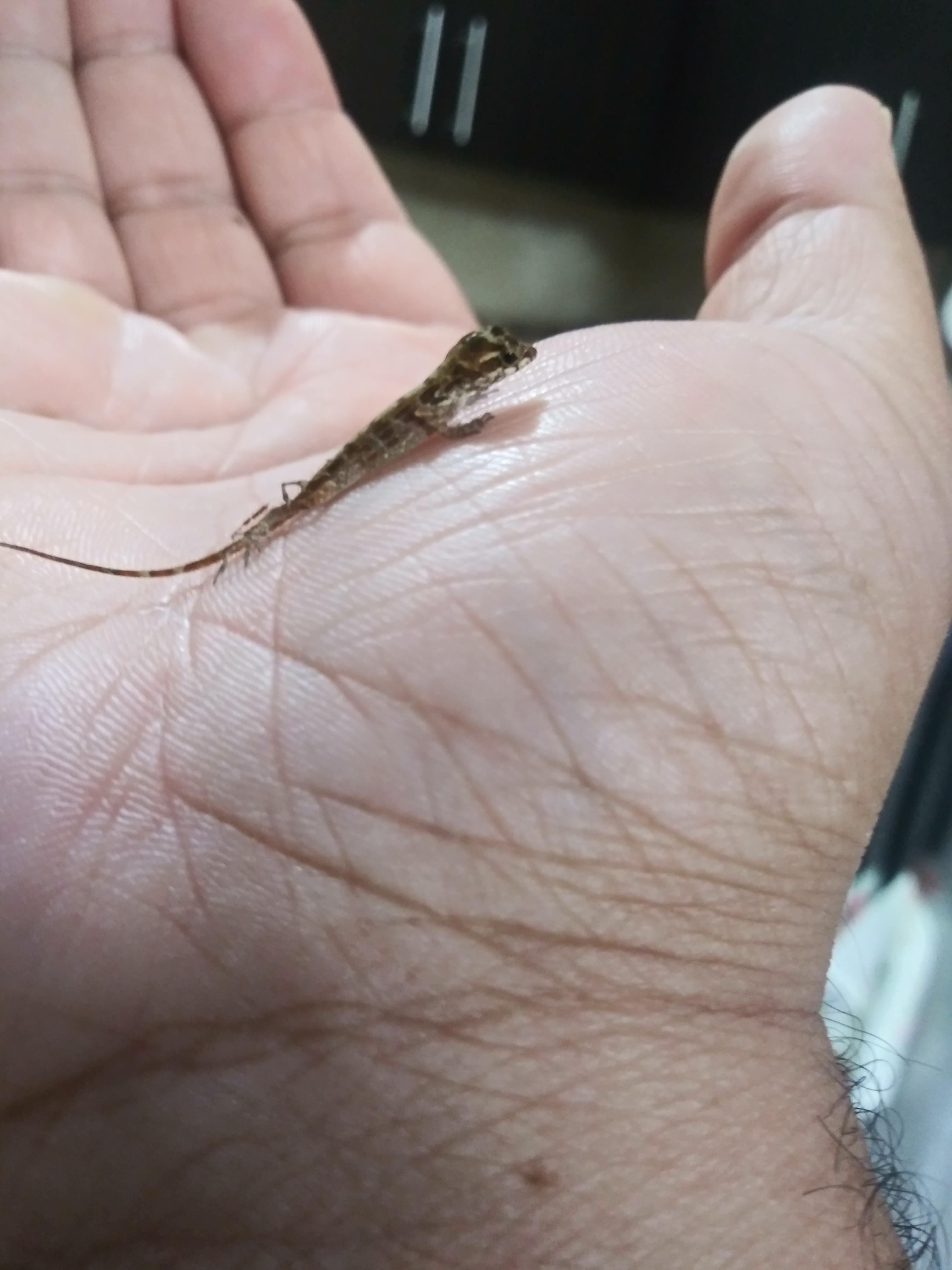 A teeny tiny lizard | Scrolller