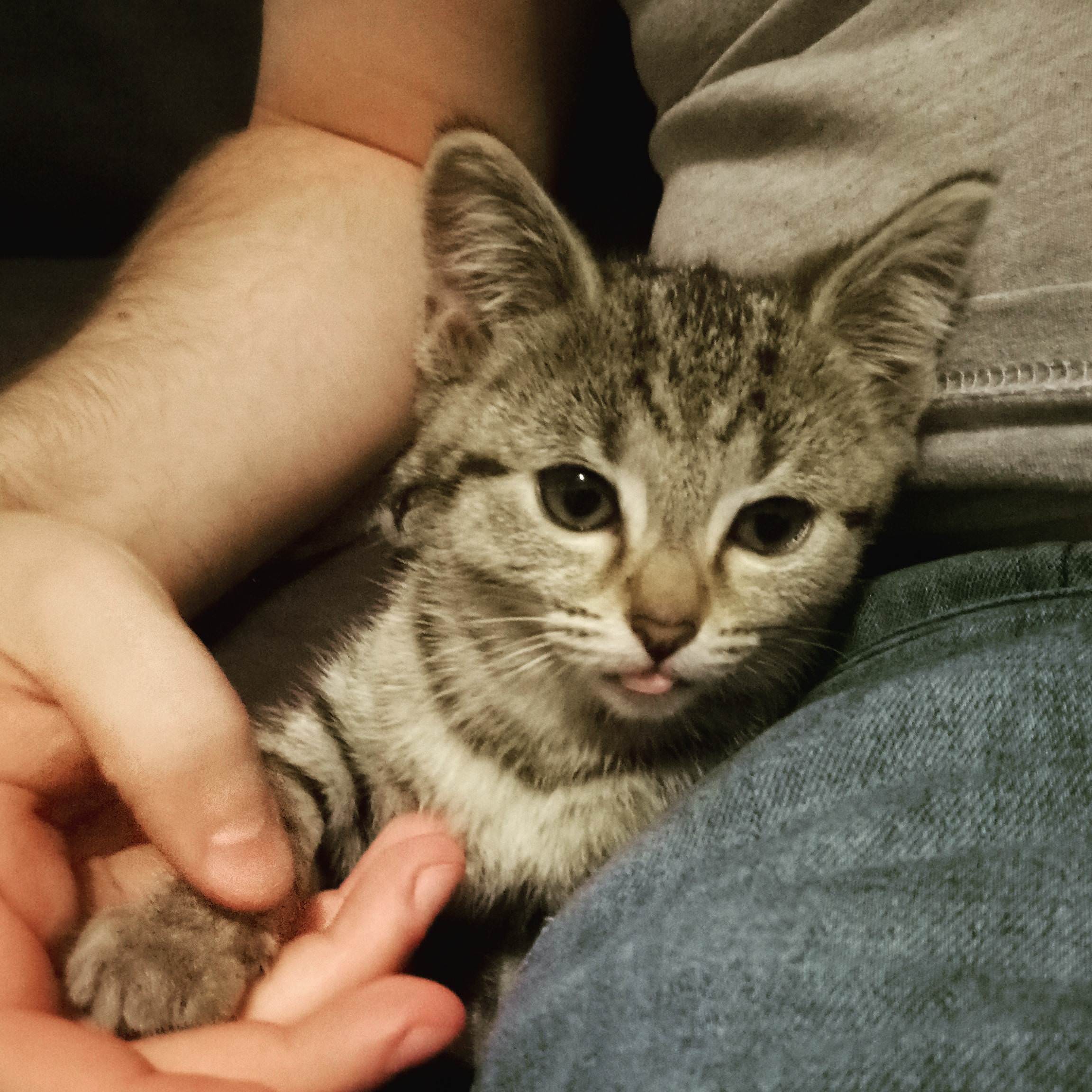 A Tiny Blep from Beans | Scrolller