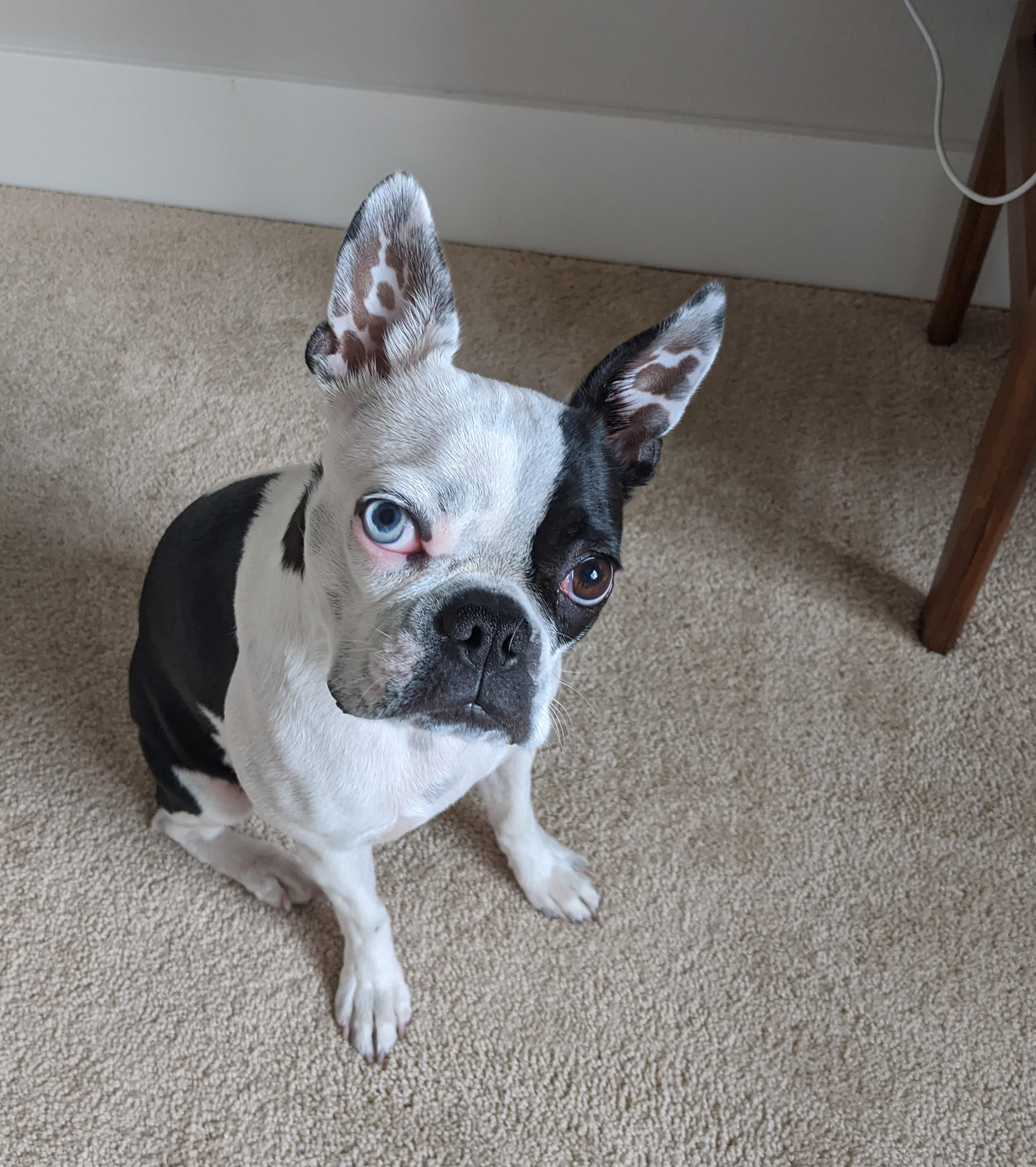 A tiny troublemaker | Scrolller