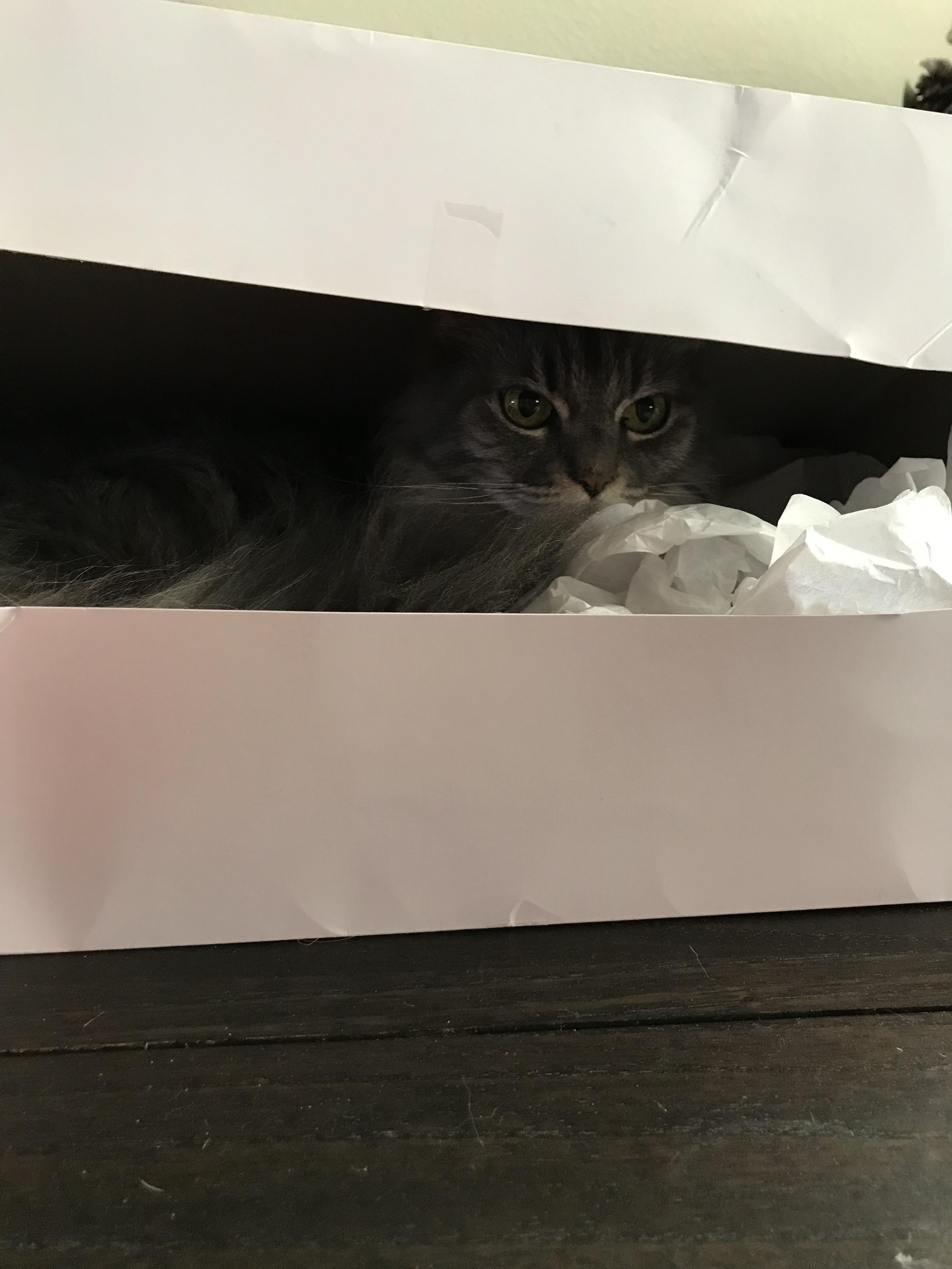 A trapped Harley Quinn | Scrolller