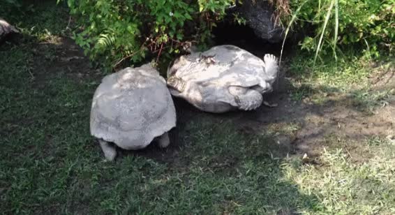 A turtle being a true bro | Scrolller