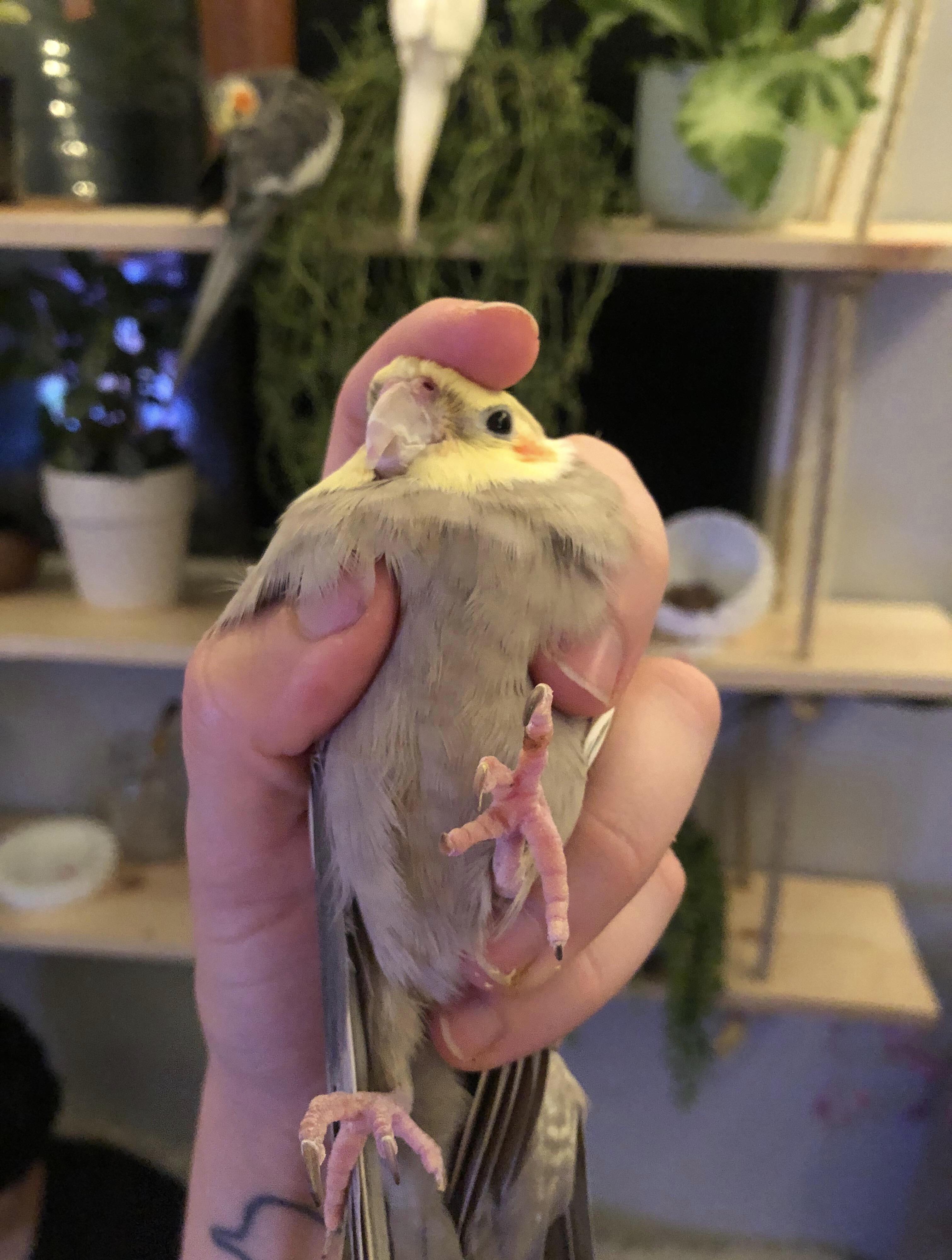 A very floofy birb | Scrolller