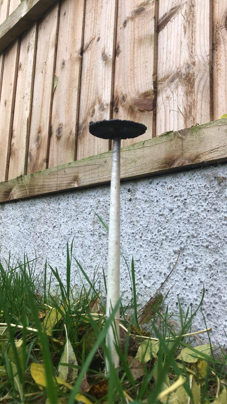 A very long boi | Scrolller