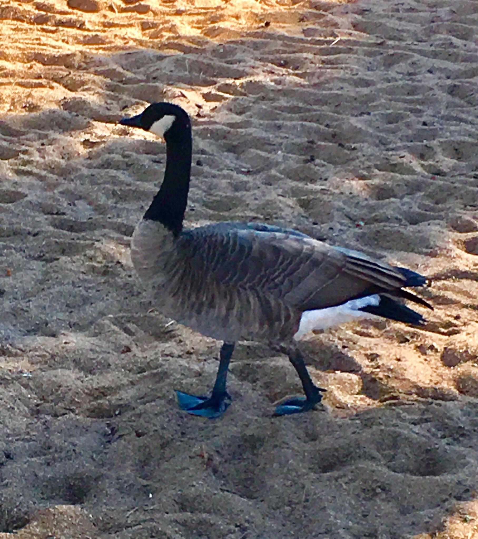 A Very Pretty Goose | Scrolller