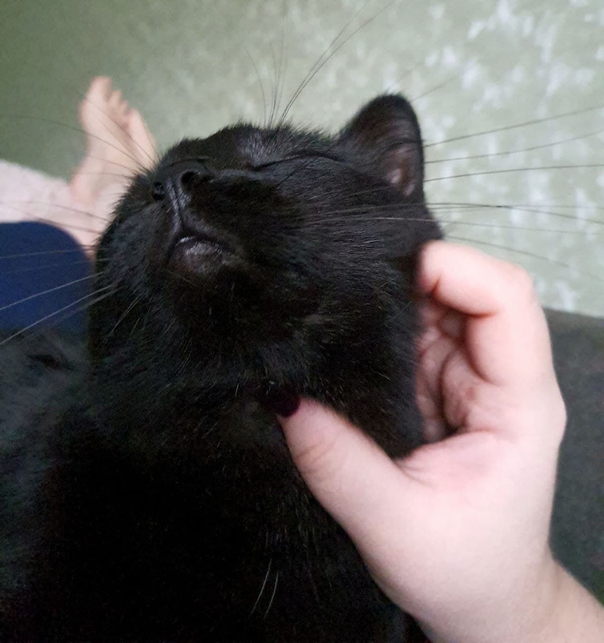 A very satisfied cat | Scrolller