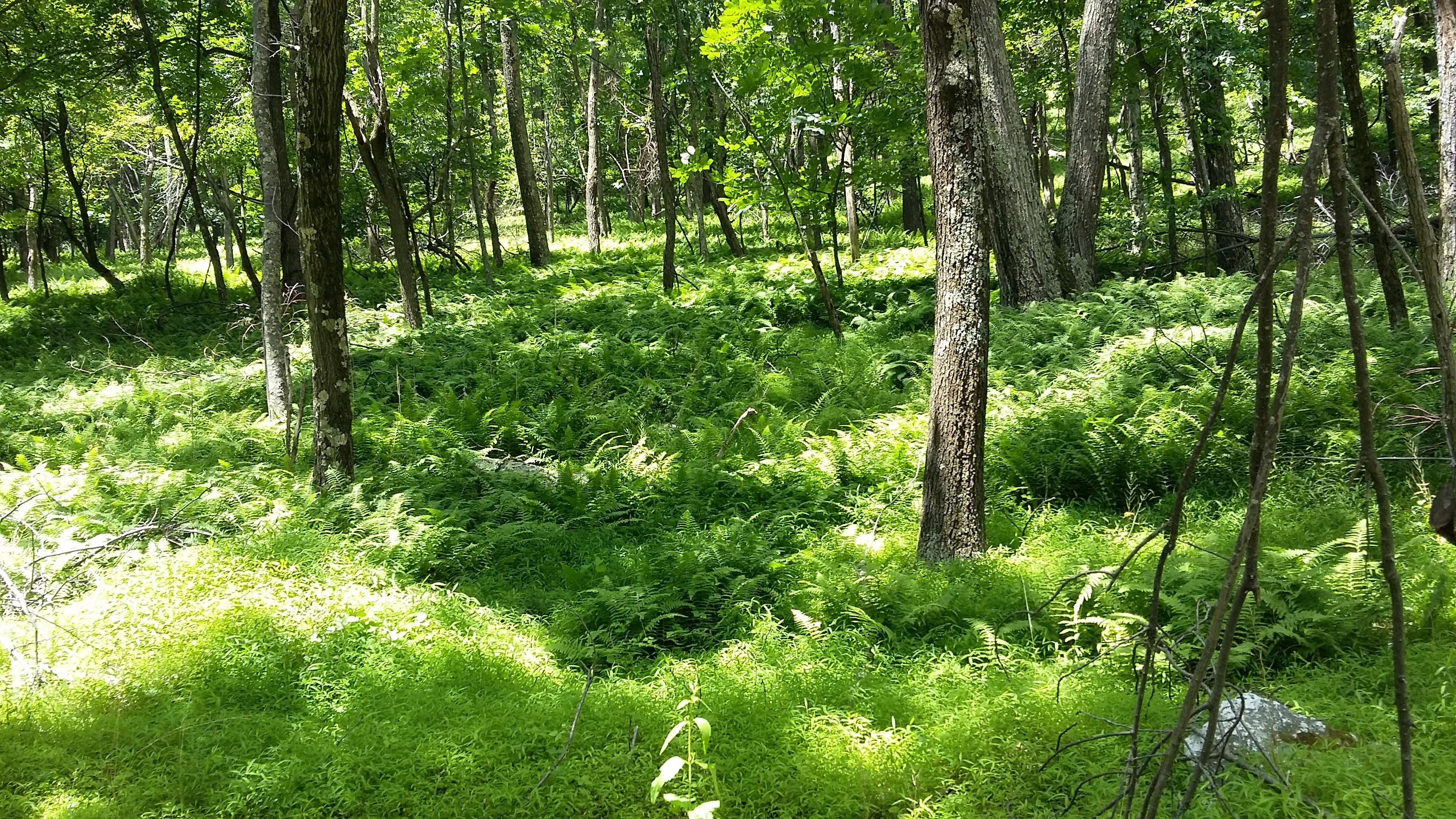 A walk through the enchanted forest. (WV, USA) | Scrolller