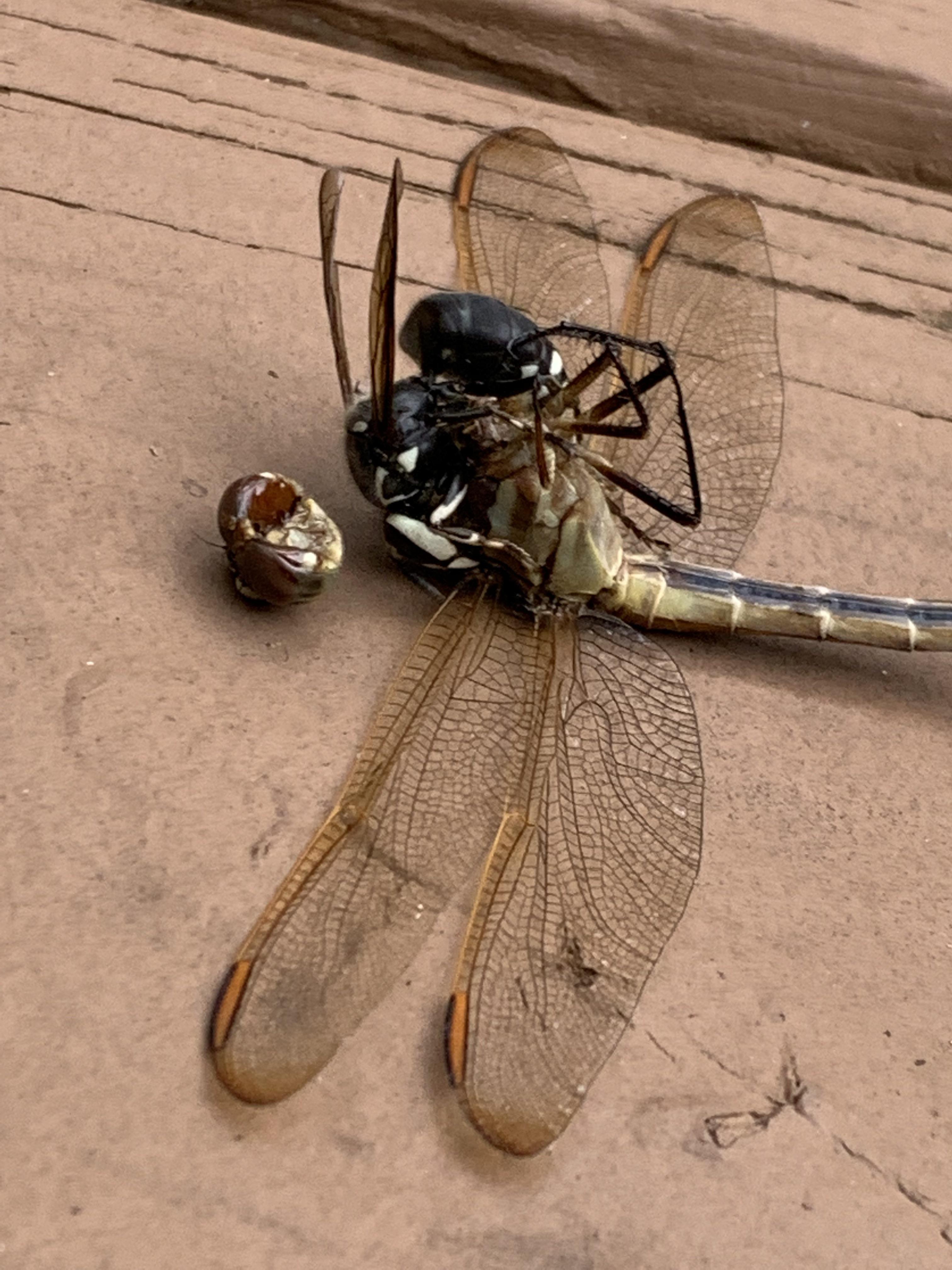 A wasp beheaded and ate this dragonfly | Scrolller