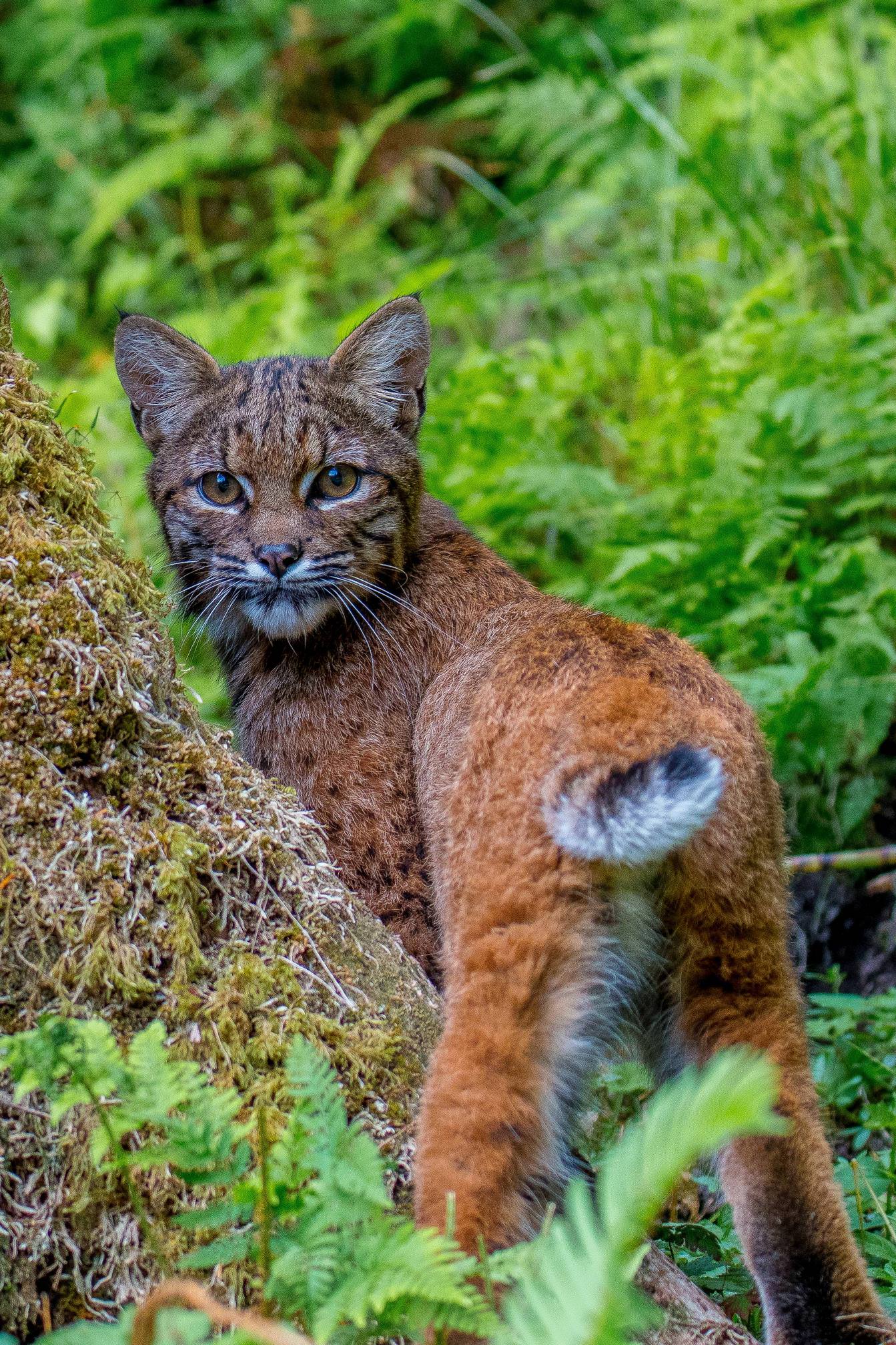 A wild bobcat I spotted in my backyard a few weeks ago. | Scrolller