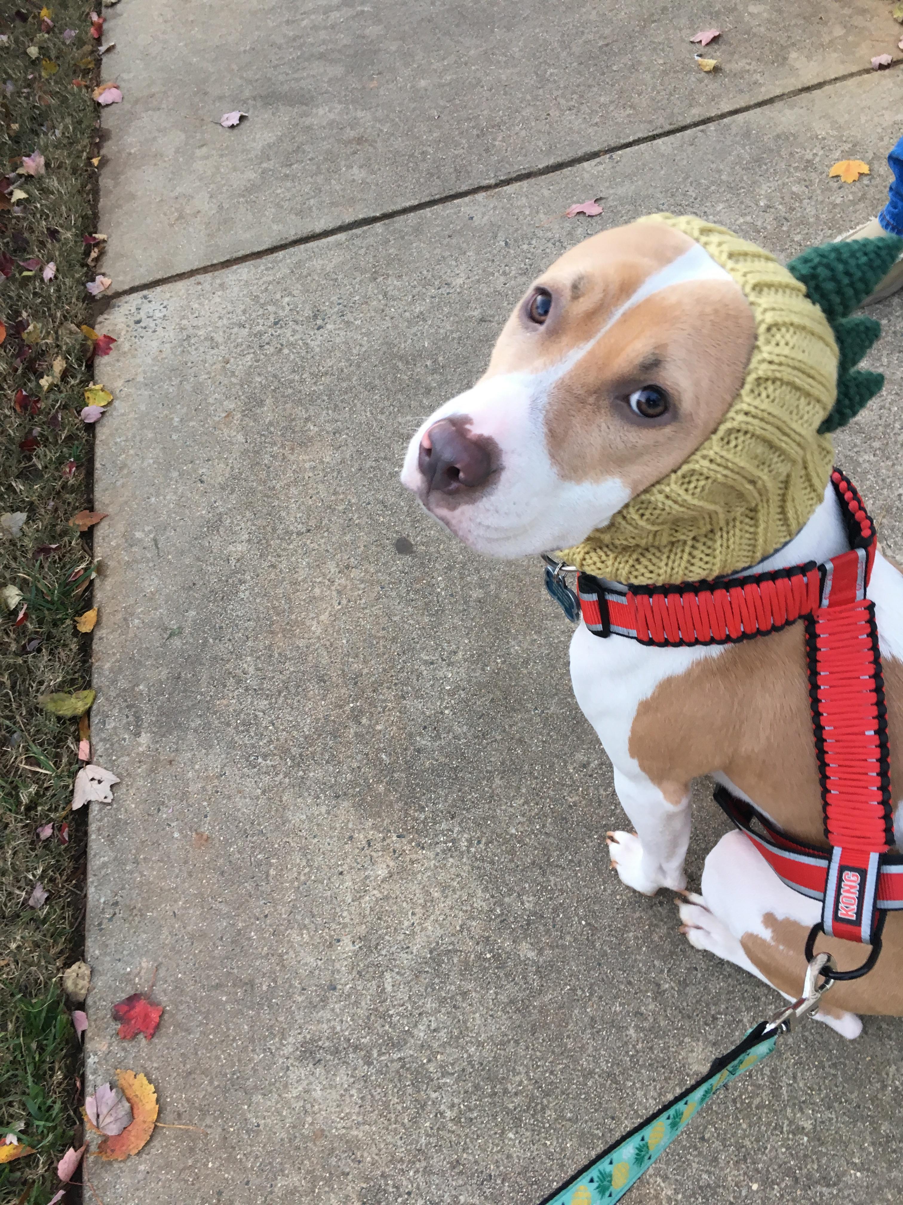 A wild Pit-a-saurus Rex appears! | Scrolller