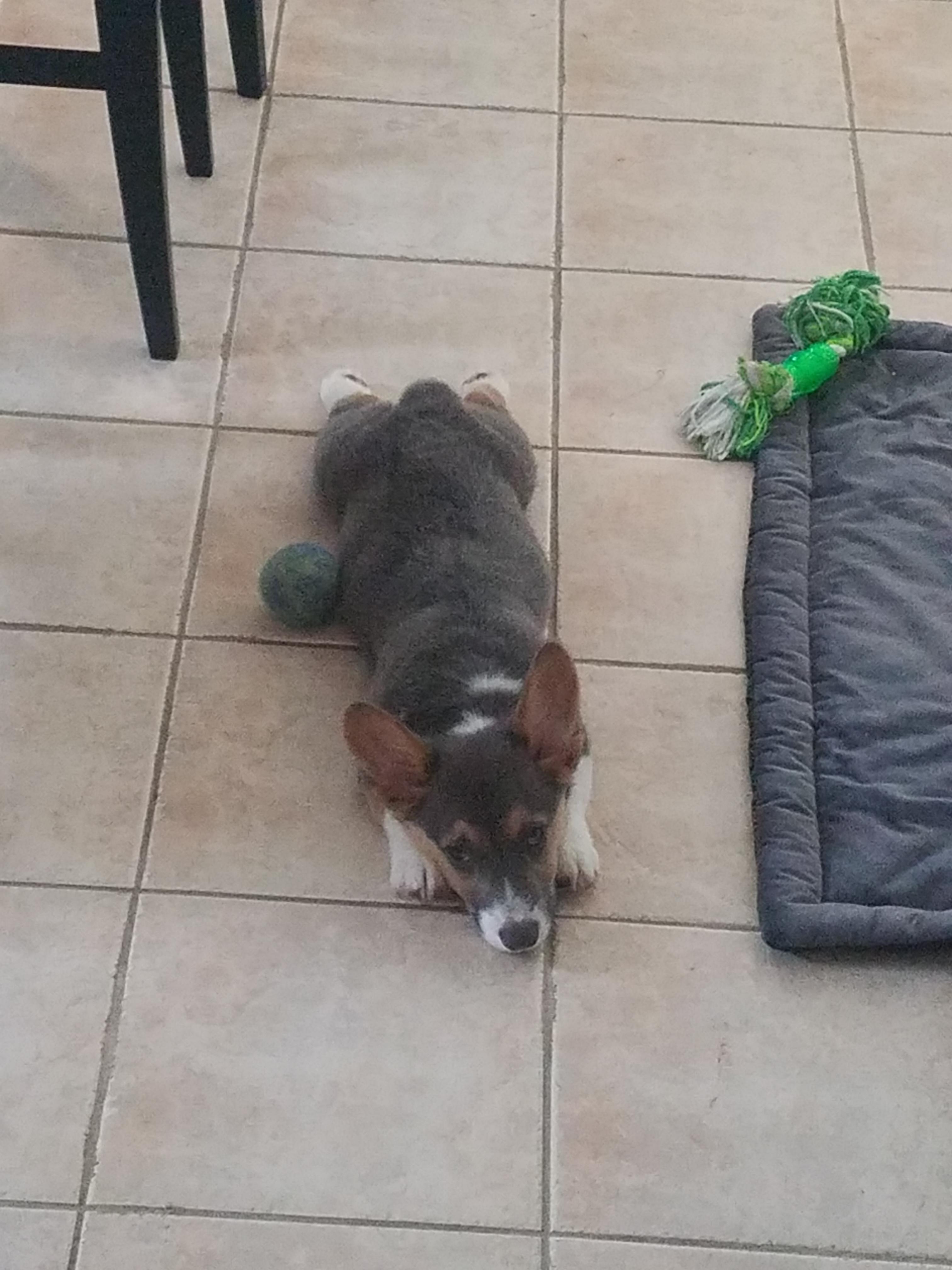 A young prodigy, Lancelot had his Full Sploot perfected within weeks of coming home