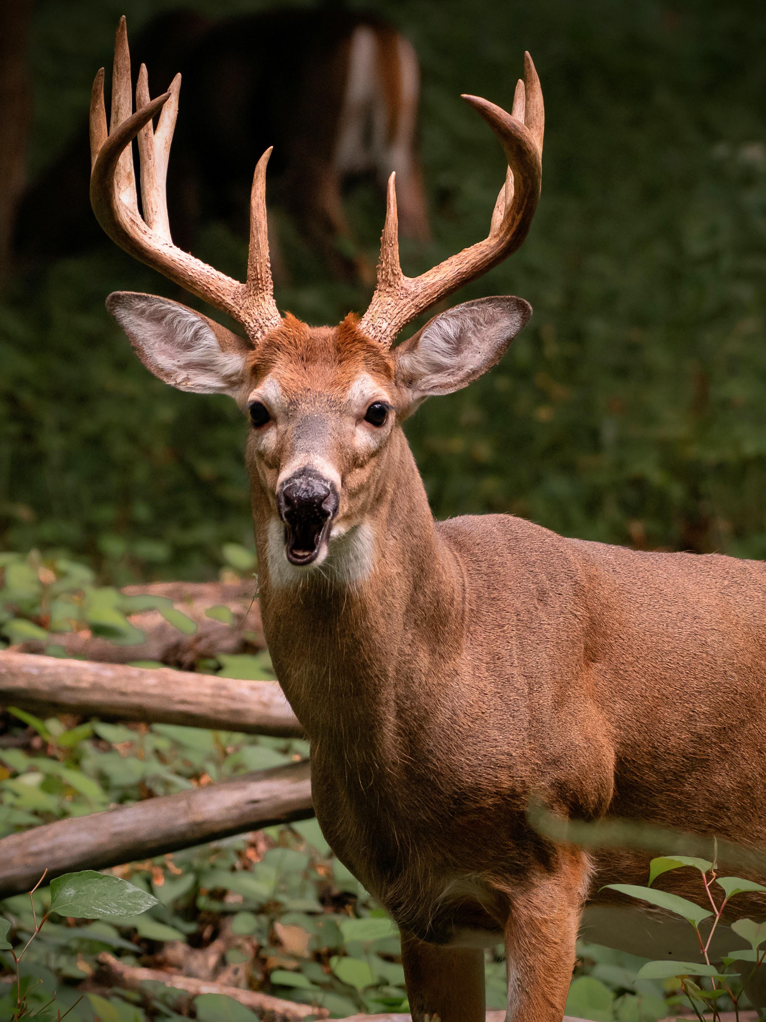 AAAAHHHHHH!!!!!!!!! | Scrolller