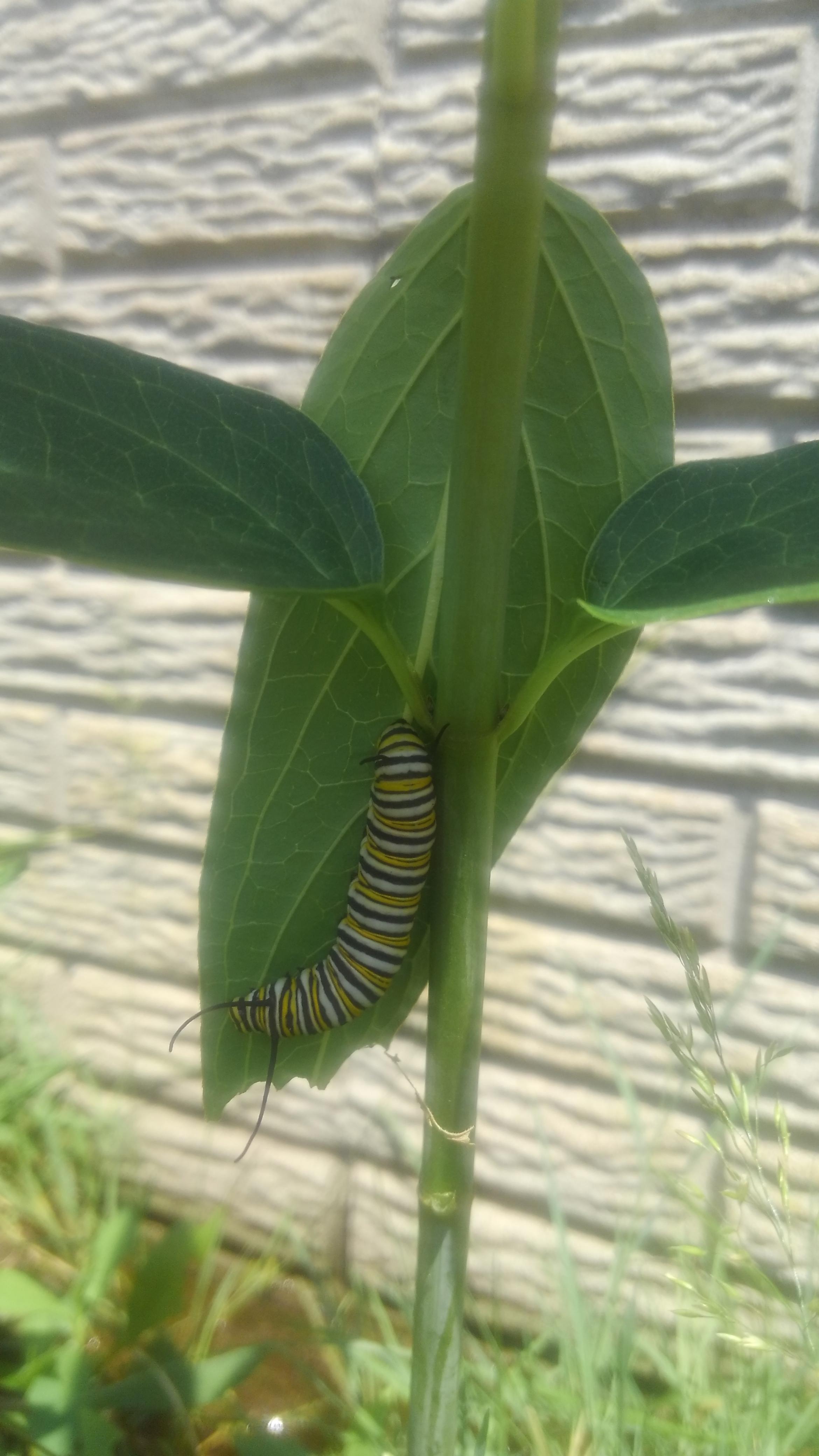 About 20 of these guys in total in our Swamp Milkweed | Scrolller