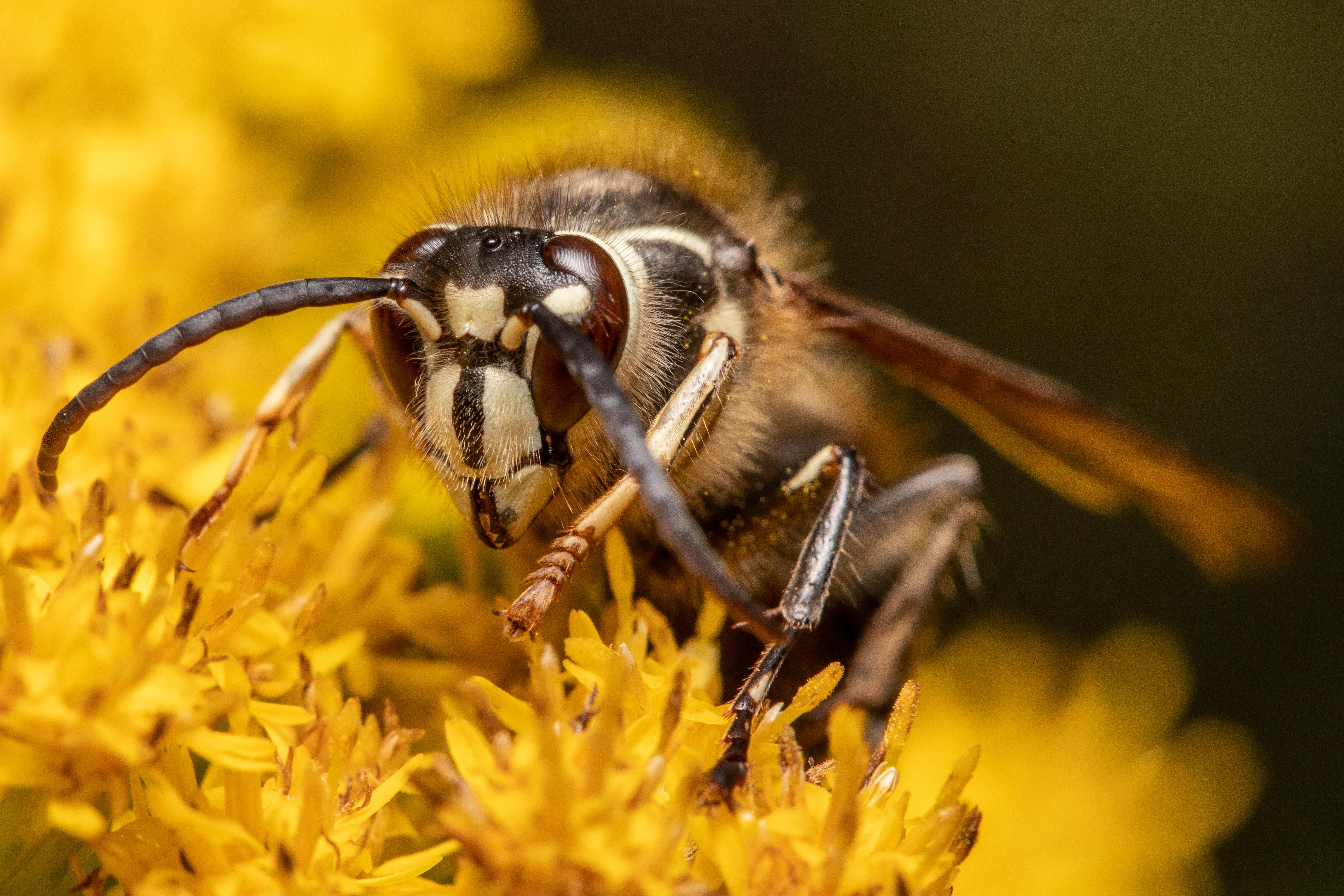 About as close as you want to get to a Bald Faced Hornet. [OC] | Scrolller