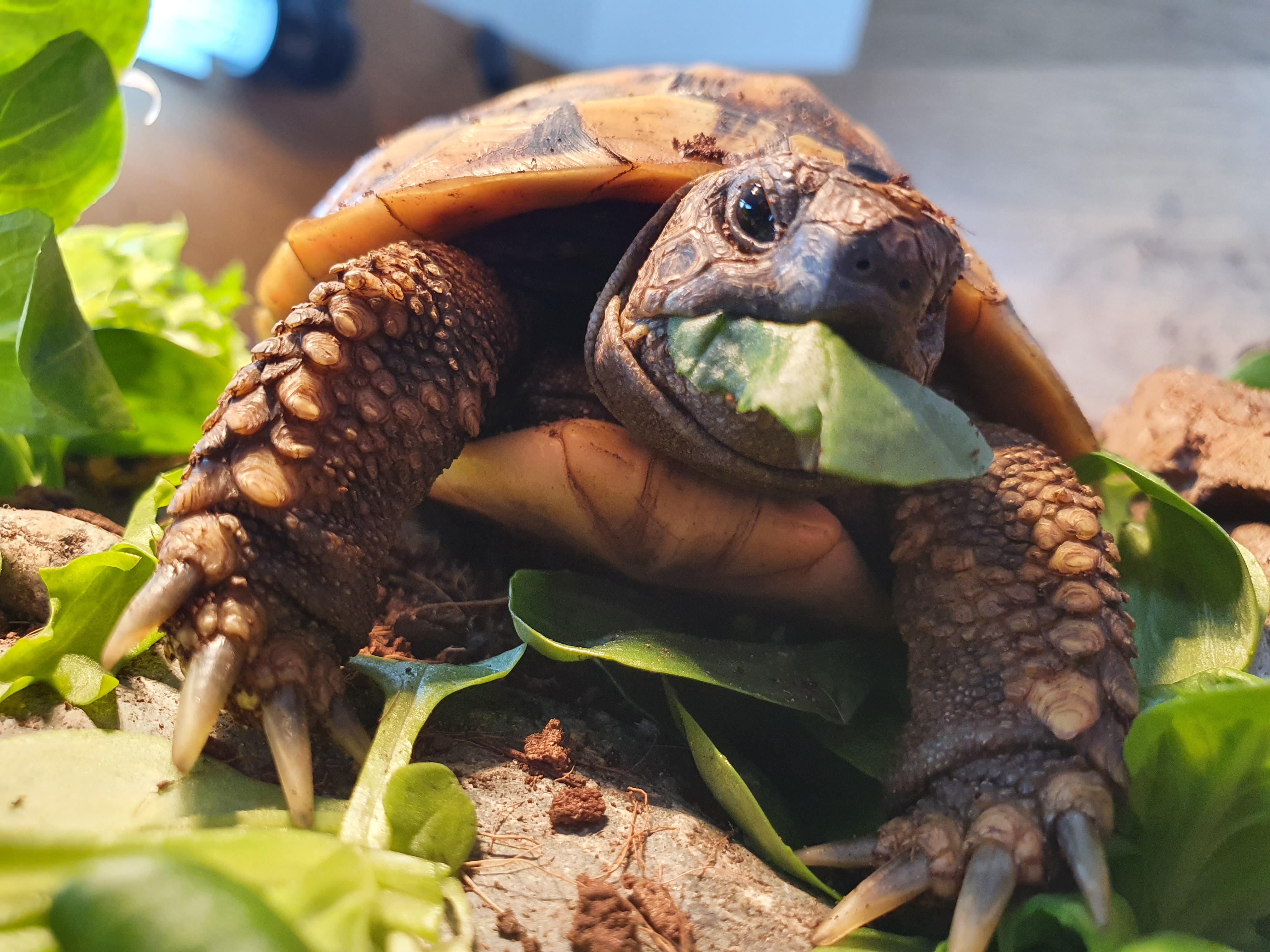 Absolute unit | Scrolller