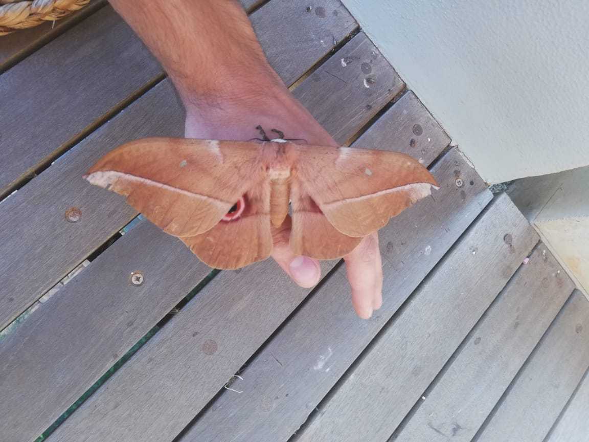 Absolute unit | Scrolller