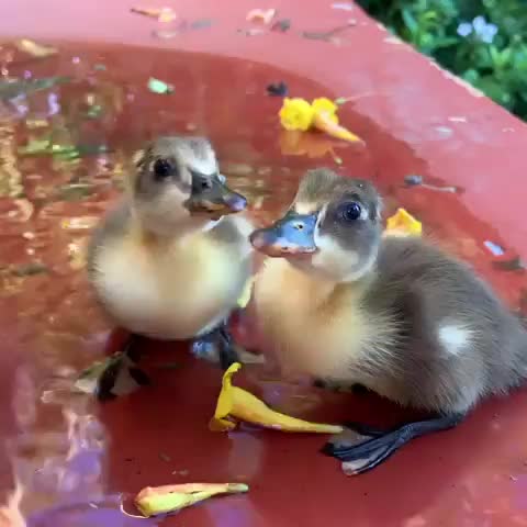 Absolutely adorable baby ducks | Scrolller