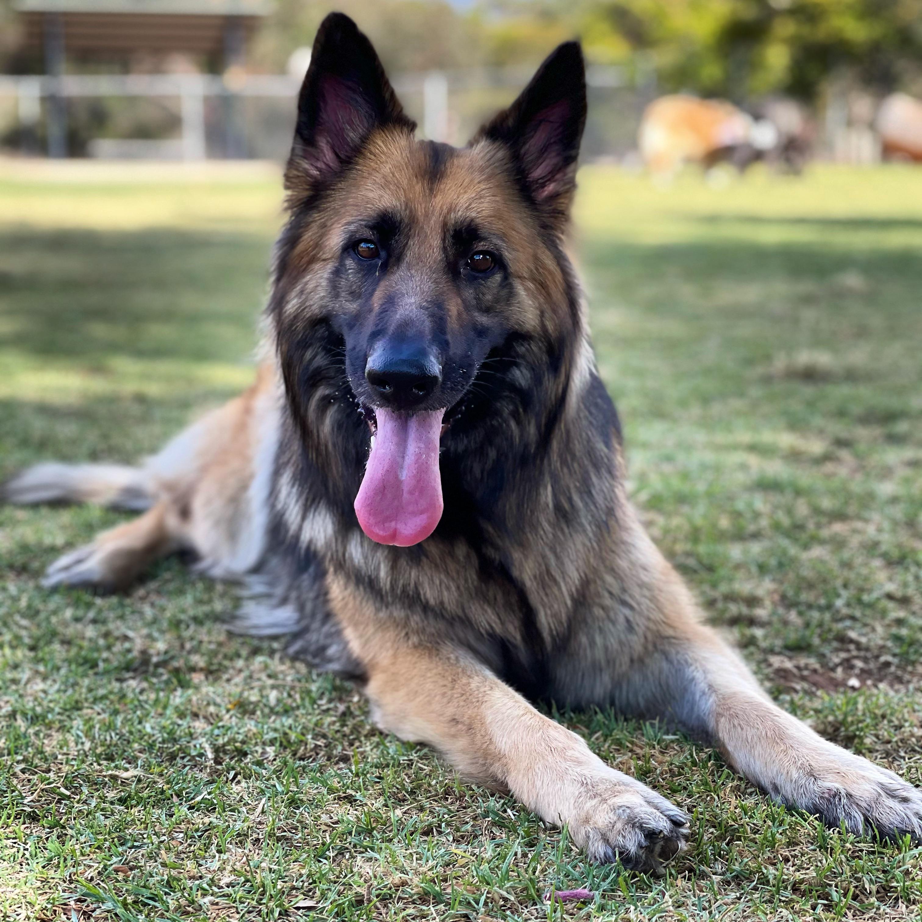 Absolutely loving her puppy park plays! | Scrolller